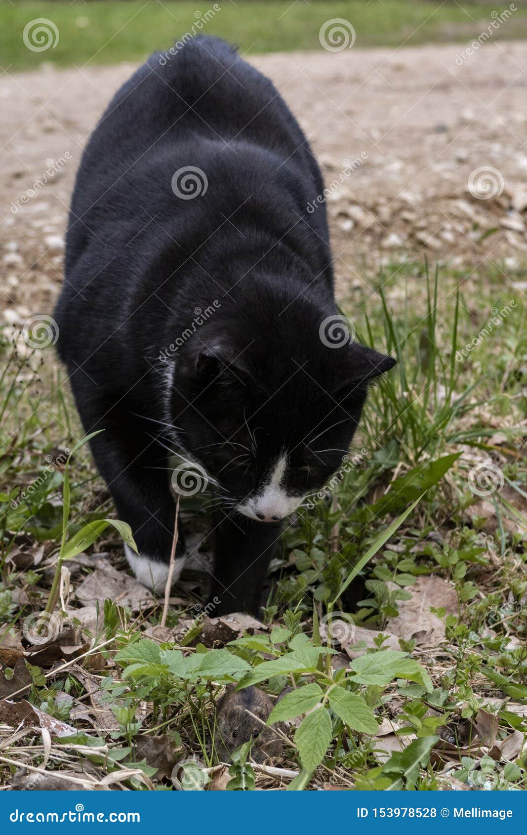 Black Cat hunting a mouse stock photo. Image of feline - 153978528