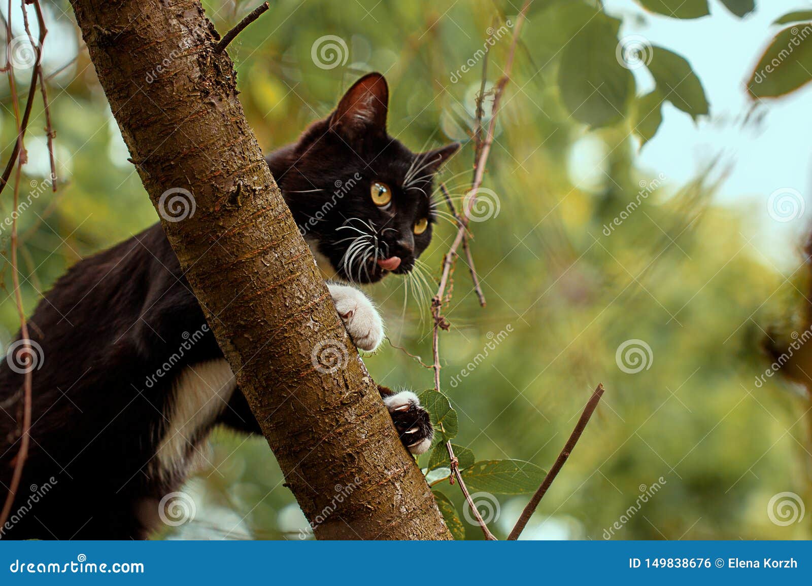 Black Cat Hunts on the Tree Stock Photo - Image of park, nature: 149838676
