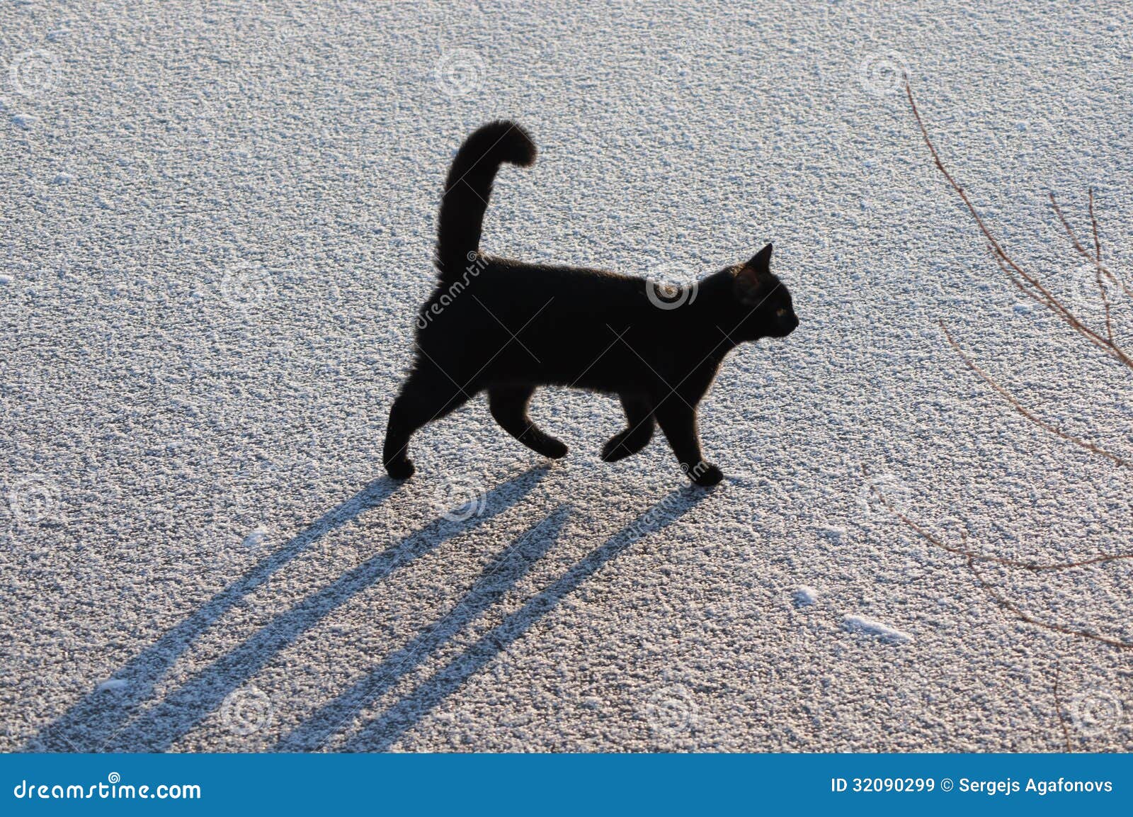 Black Cat on Ice. Action 2. Stock Image - Image of pattern, equisite ...