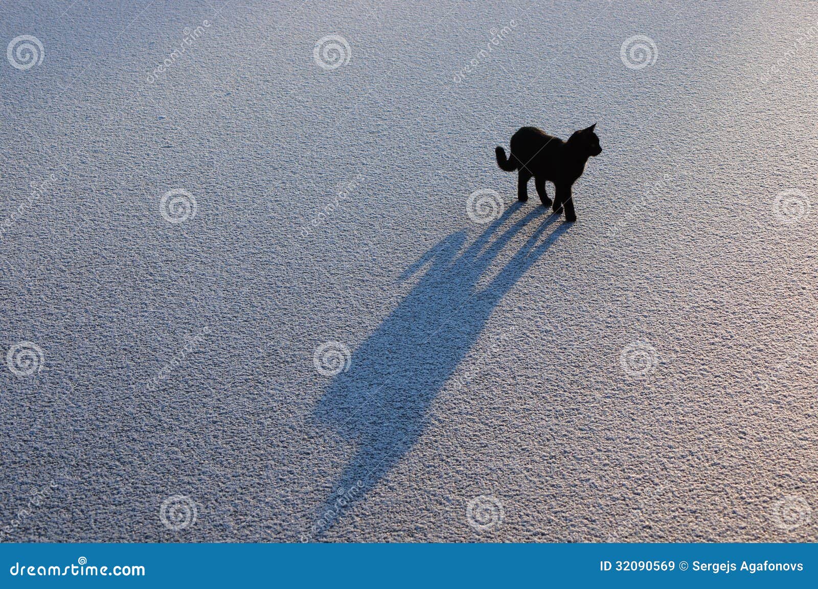 Black Cat on Ice. Action 5. Stock Image - Image of fauna, equisite ...