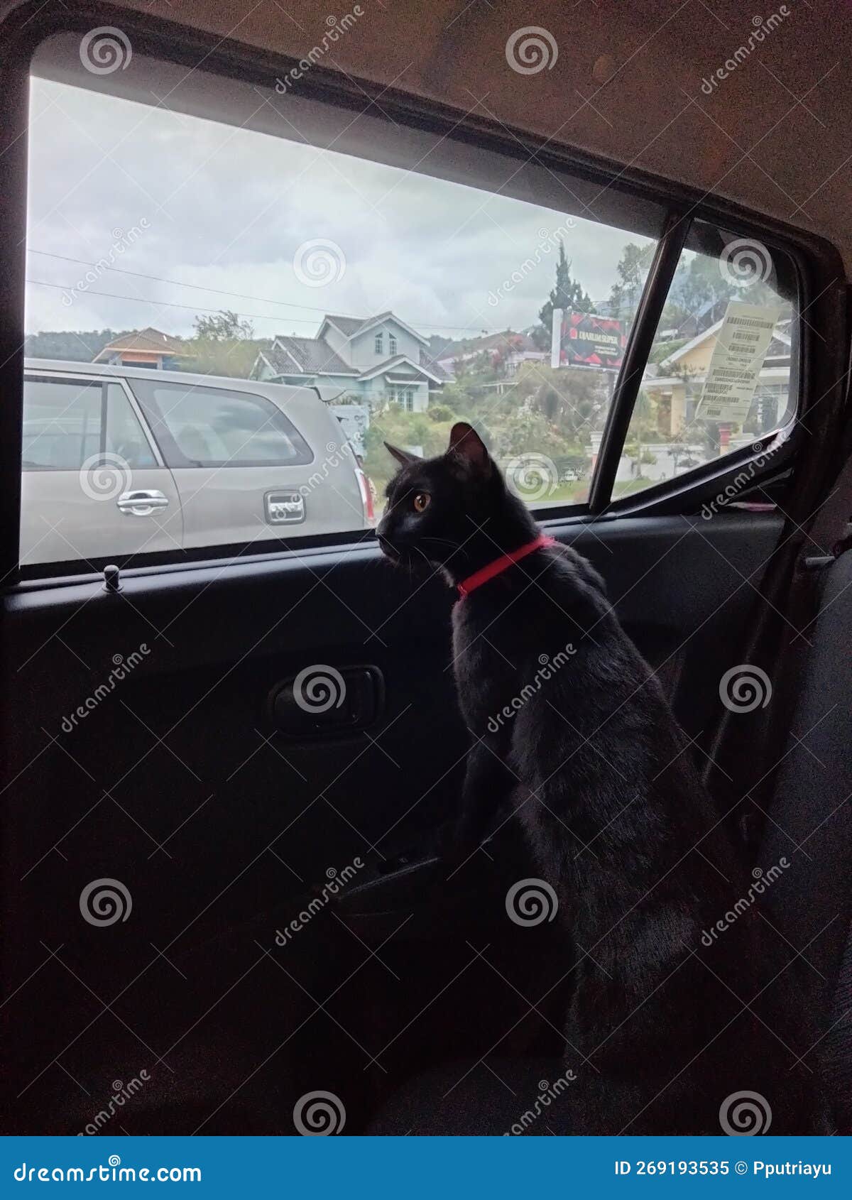 Black Cat Inside the Car stock image. Image of inside - 269193535