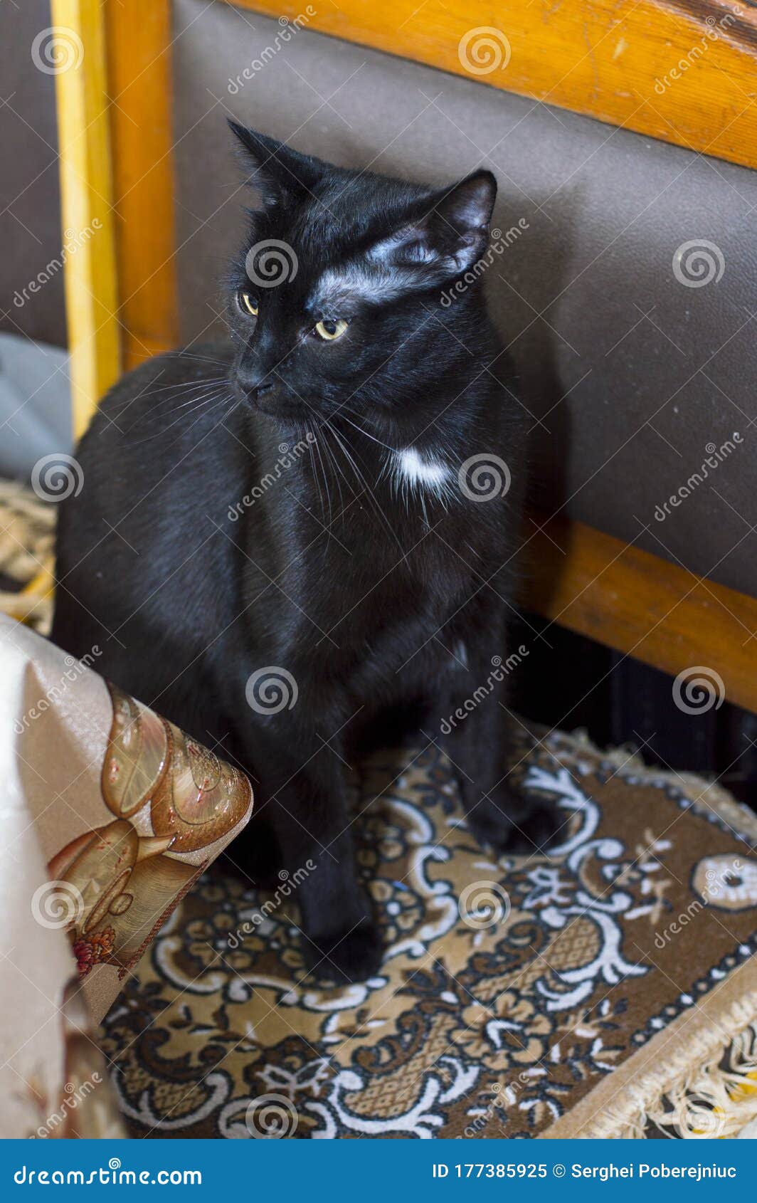 Black Cat at the Kitchen Table Stock Image - Image of kitty, kitten ...