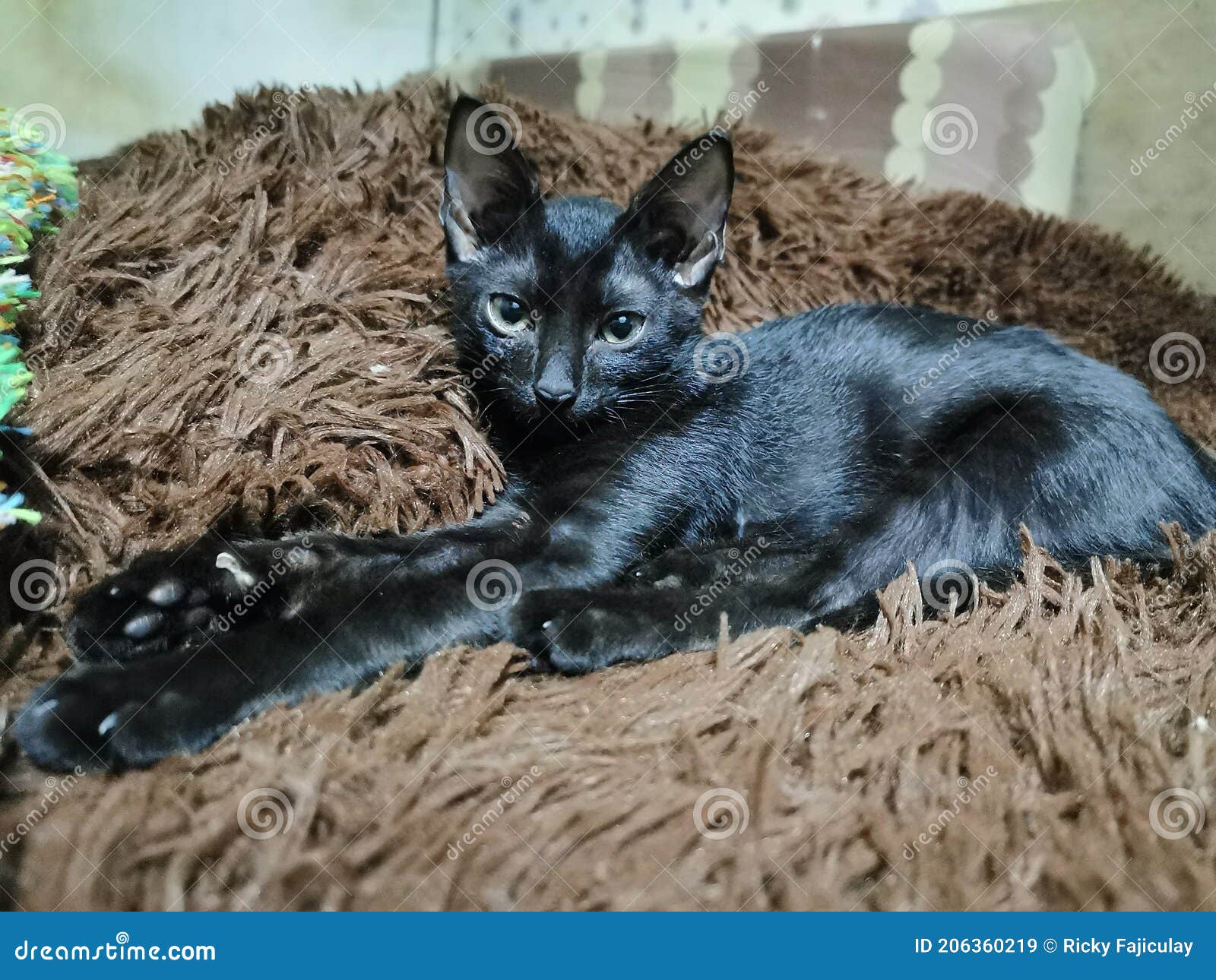 Black Cat Kotten Panther Chilling on Brown Fluffy Rag Stock Image ...