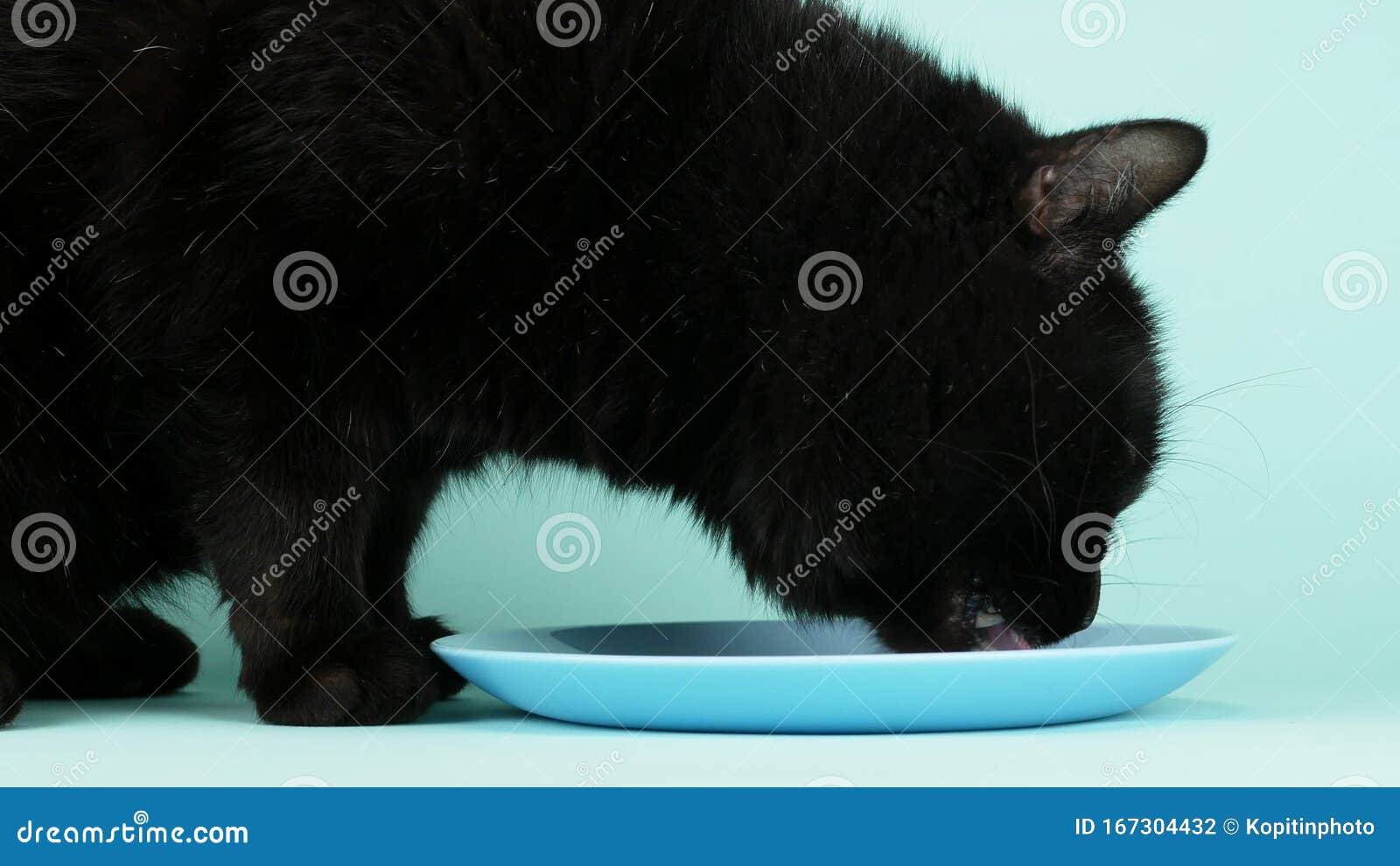 Black Cat Lapping Cream from a Saucer on a Blue Background. Closeup ...
