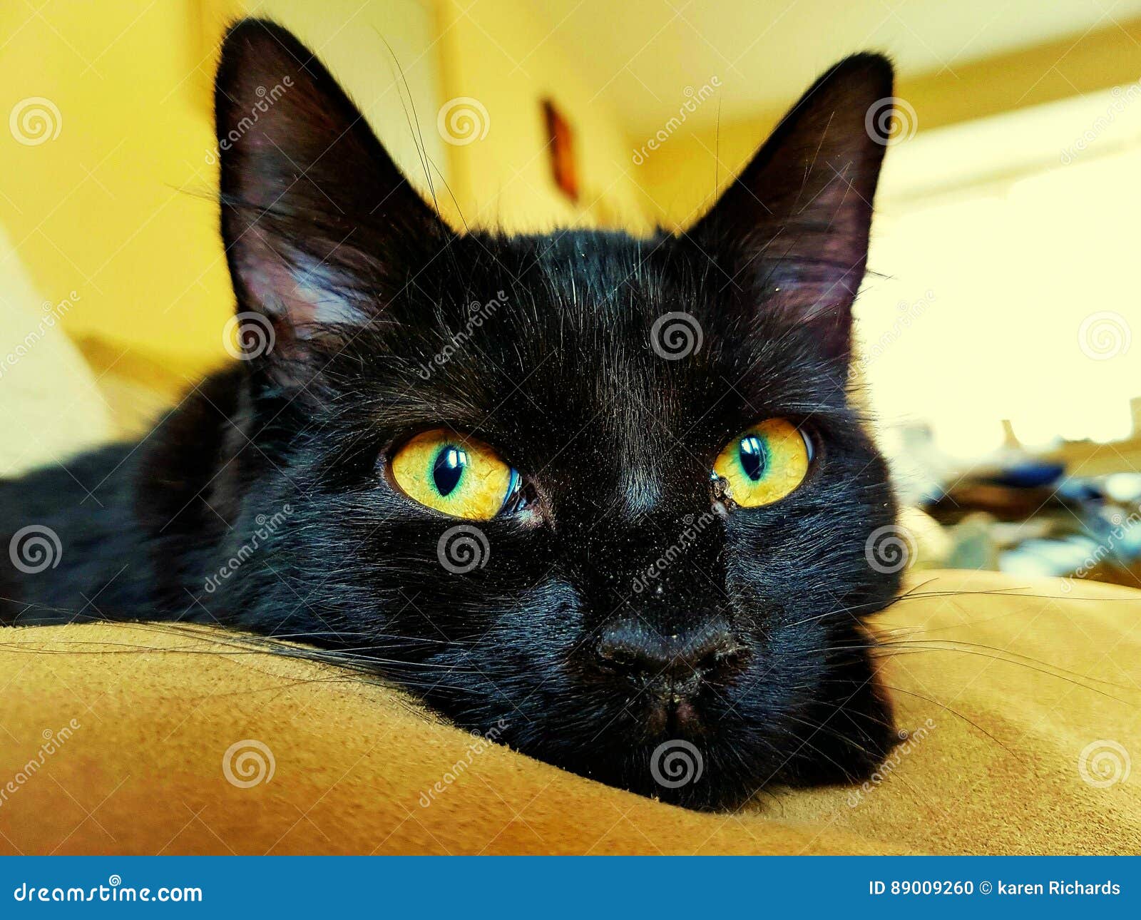 Cat Eyes Amber Stock Photos - Download 847 Royalty Free Photos