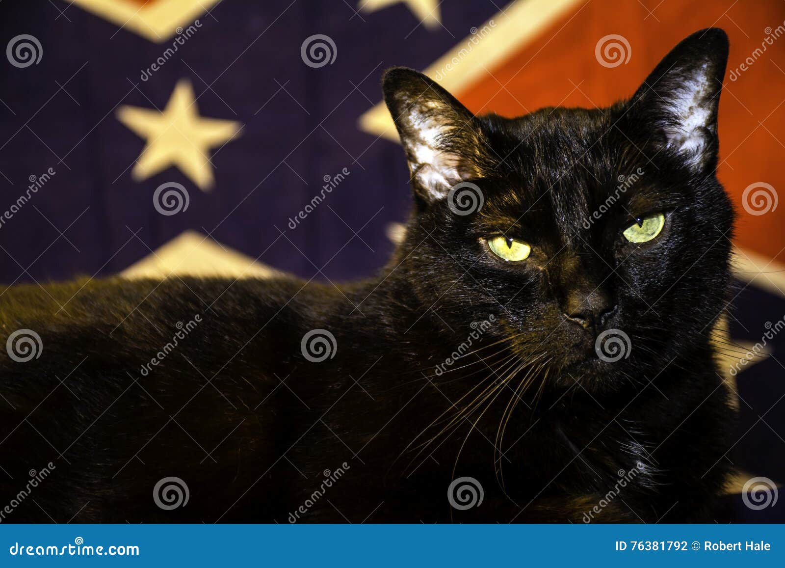 Black Cat stock photo. Image of eyes, rebel, black, confederate - 76381792