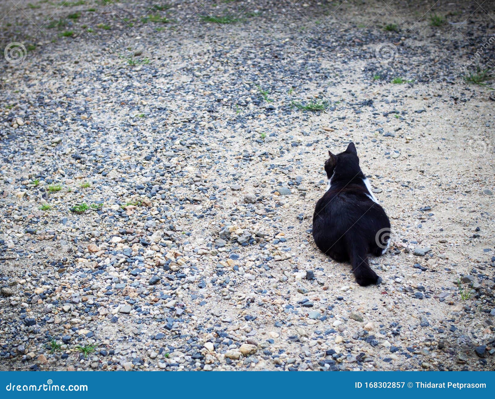 Black Cat Lay Back To Camera Looking Forward in Front Way. Cat Waiting ...