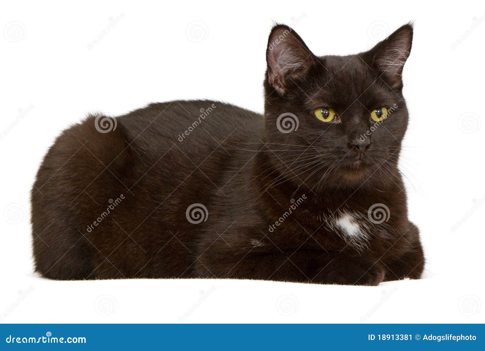 Black Cat Laying Down and Isolated on White Stock Image - Image of ...