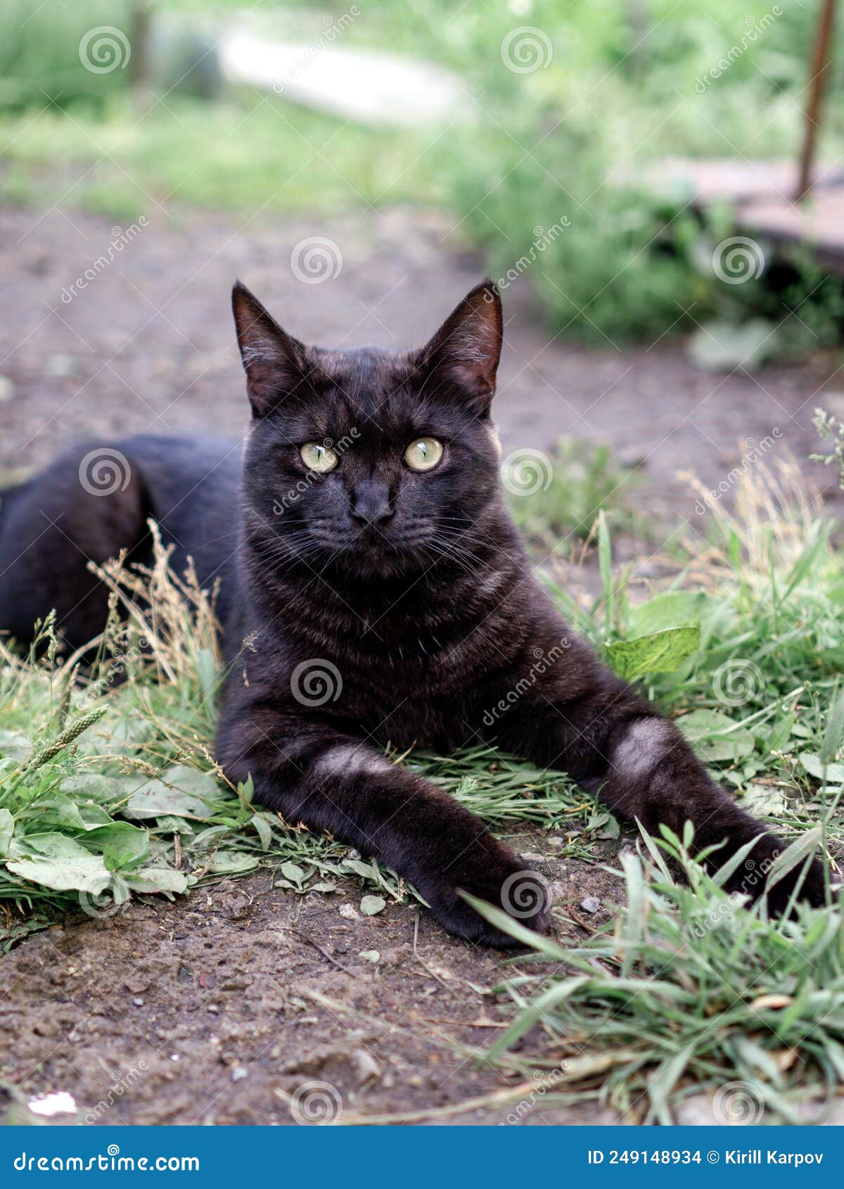 Collection of Rhodesian Ridgeback On The Beach Photos - Dreamstime ID:31598
