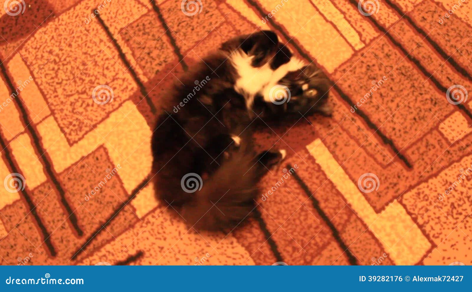 Black Cat Lolling about on the Carpet Stock Footage - Video of gaming ...