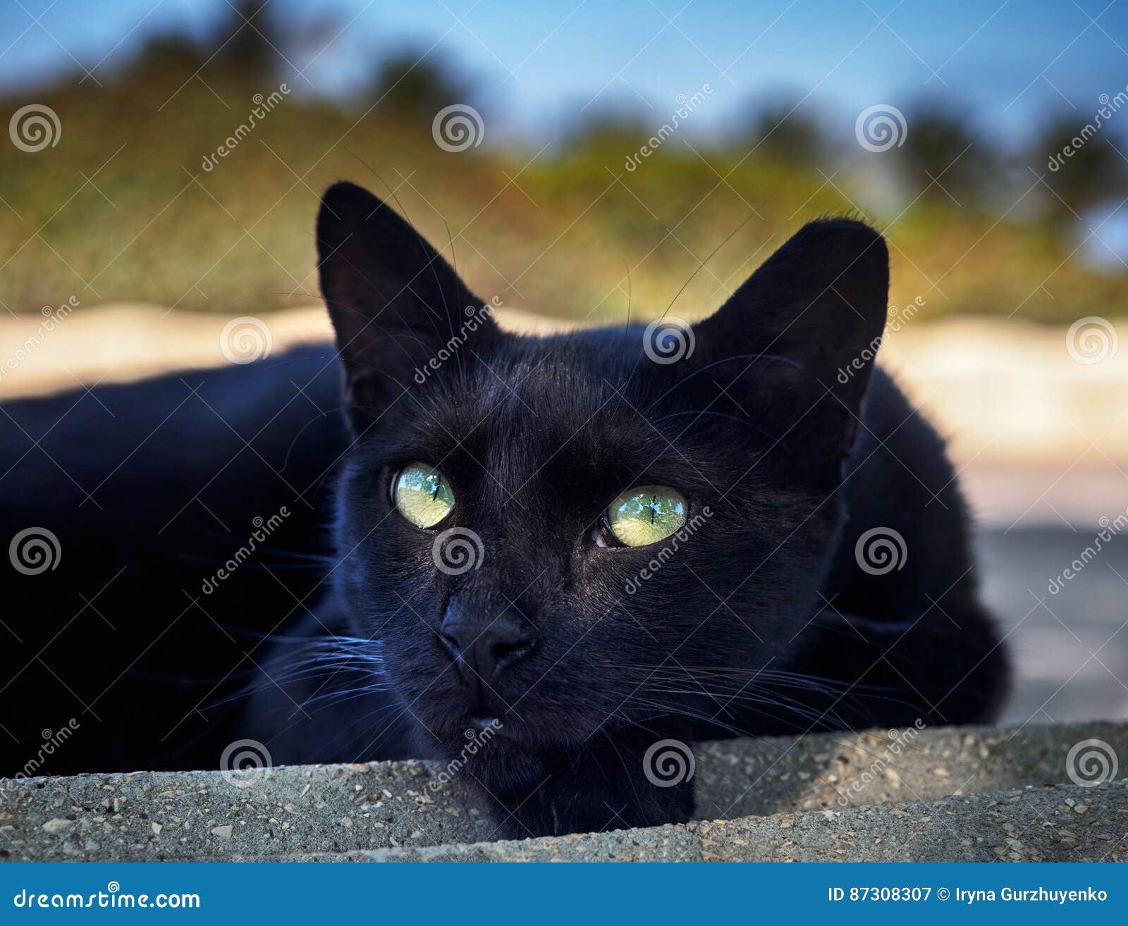 Black cat look stock image. Image of funny, lying, cute - 87308307