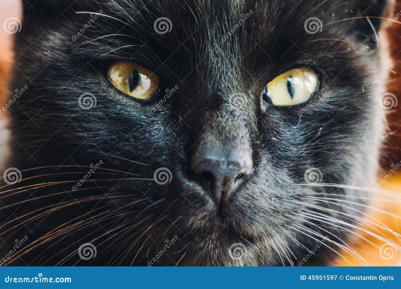 Black cat stock image. Image of focused, mean, stare - 45951597