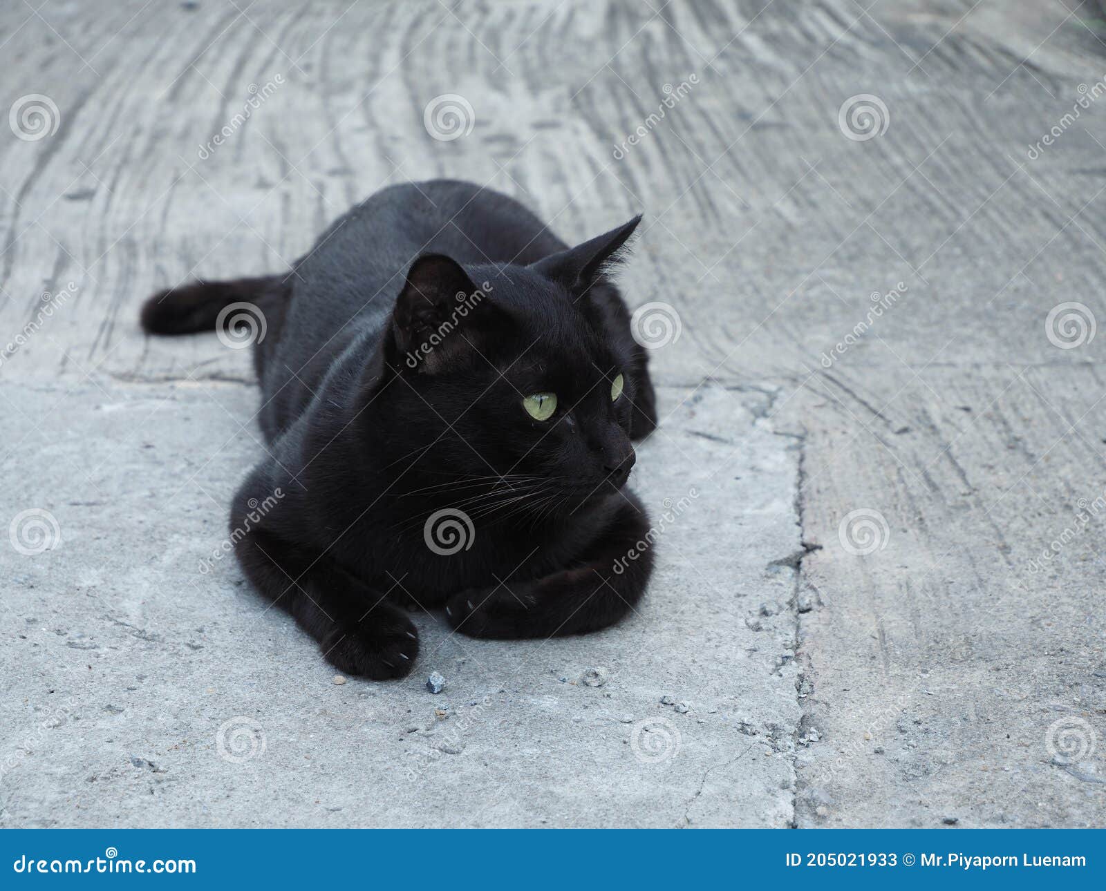 A Black Cat Looking Forward. Stock Image - Image of pets, street: 205021933