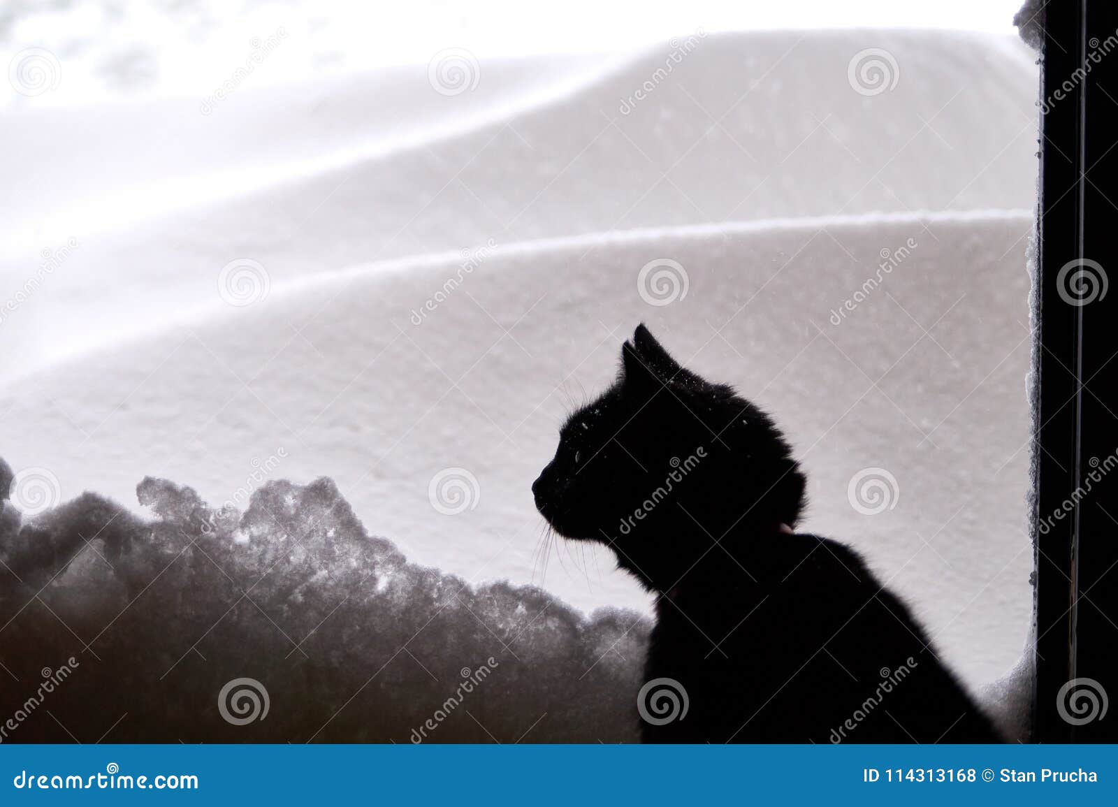 Black cat and snow stock photo. Image of white, animal - 114313168