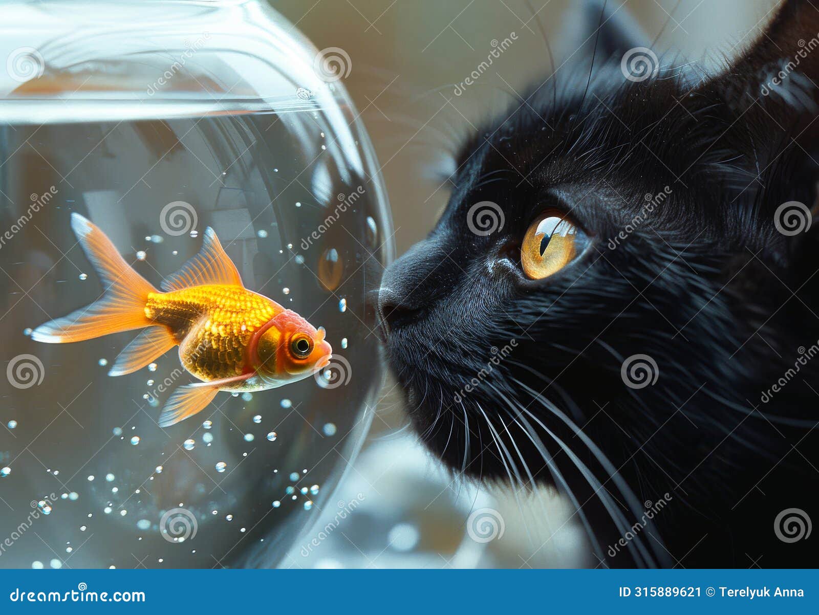 Black Cat is Looking at Goldfish in Bowl. a Black Cat Staring at ...