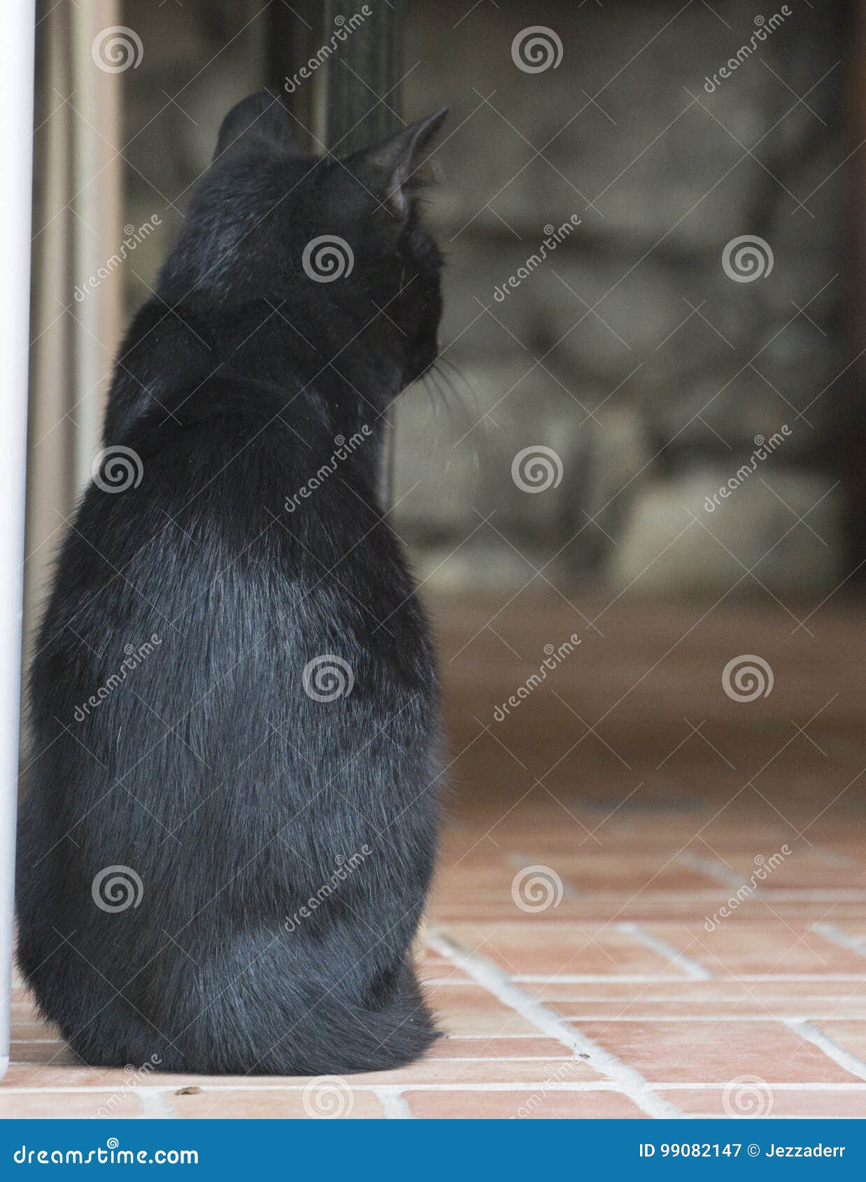 Contemplative Cat stock image. Image of looking, exposure - 99082147