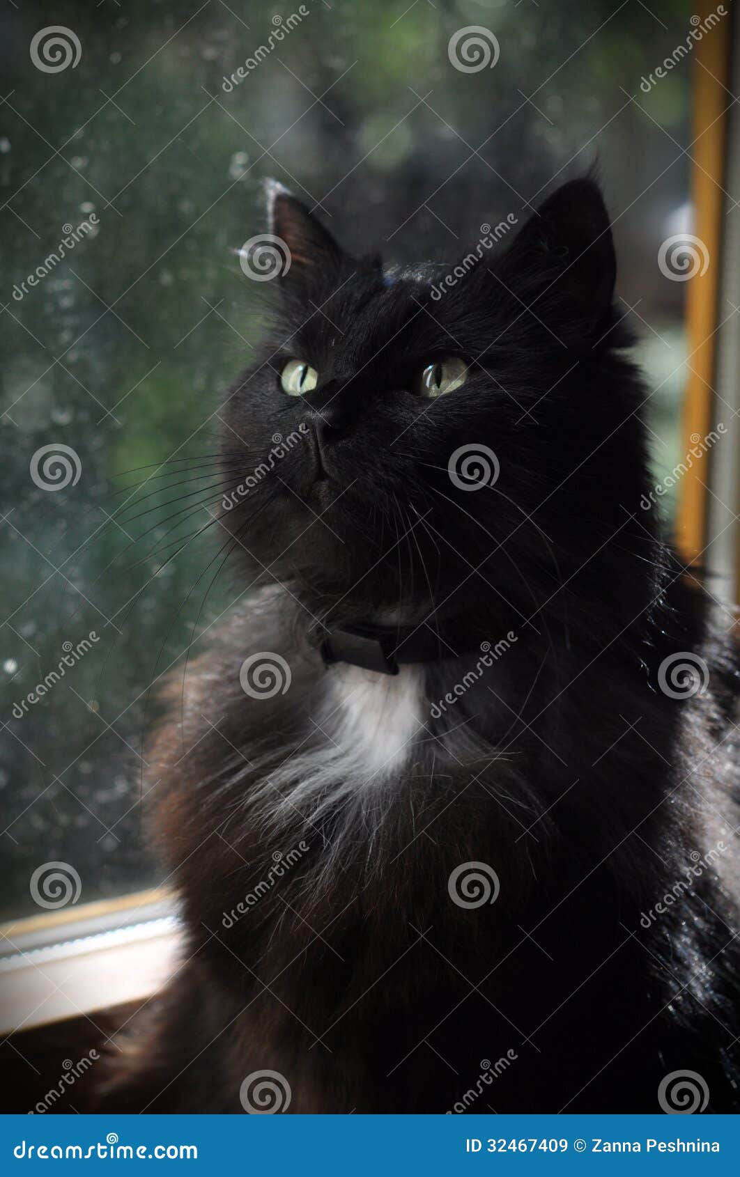 Black cat stock image. Image of smooth, beautiful, nose - 32467409