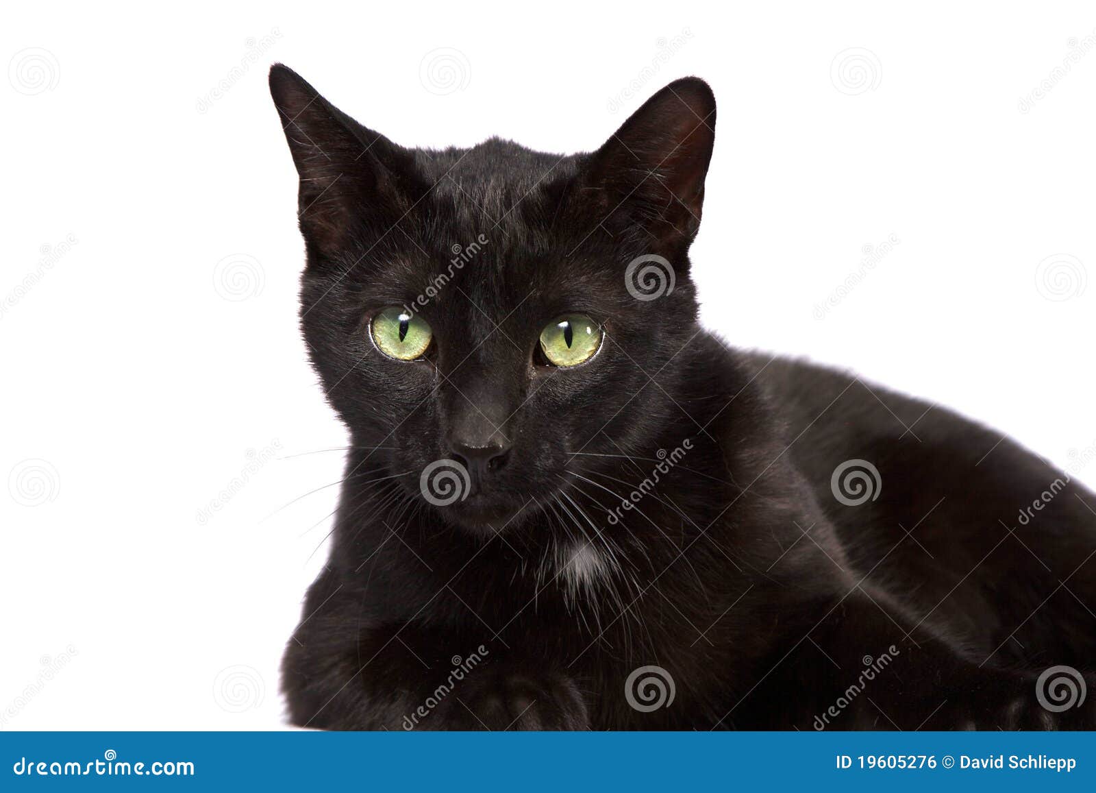 Black Cat Looking at You stock photo. Image of kitten - 19605276