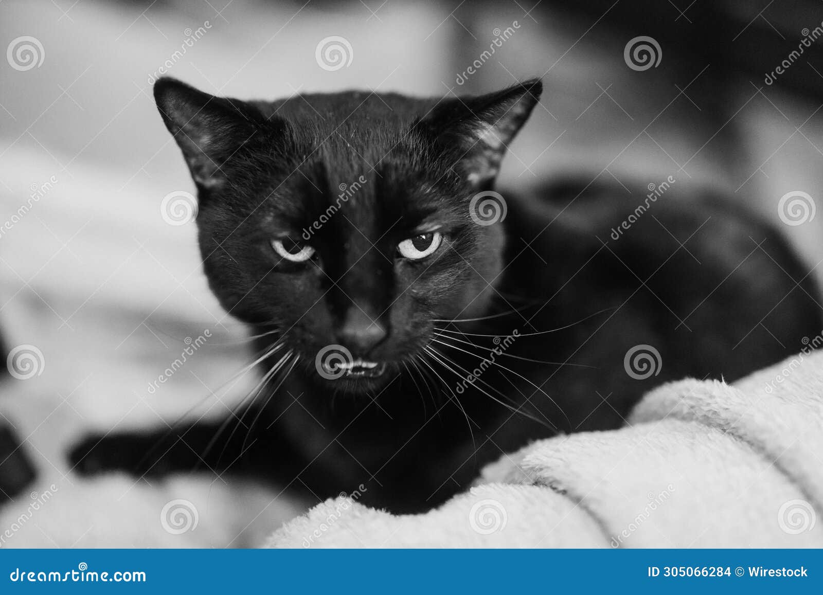 A Black Cat Looks at the Camera, Slightly Obstructed Stock Photo ...