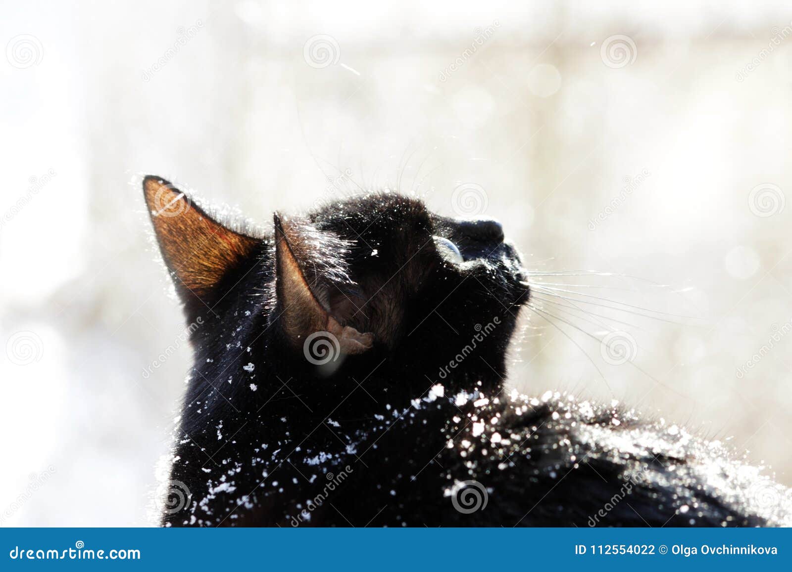 A Black Cat Looks with Surprise at Falling Snowflakes during a Snowfall ...