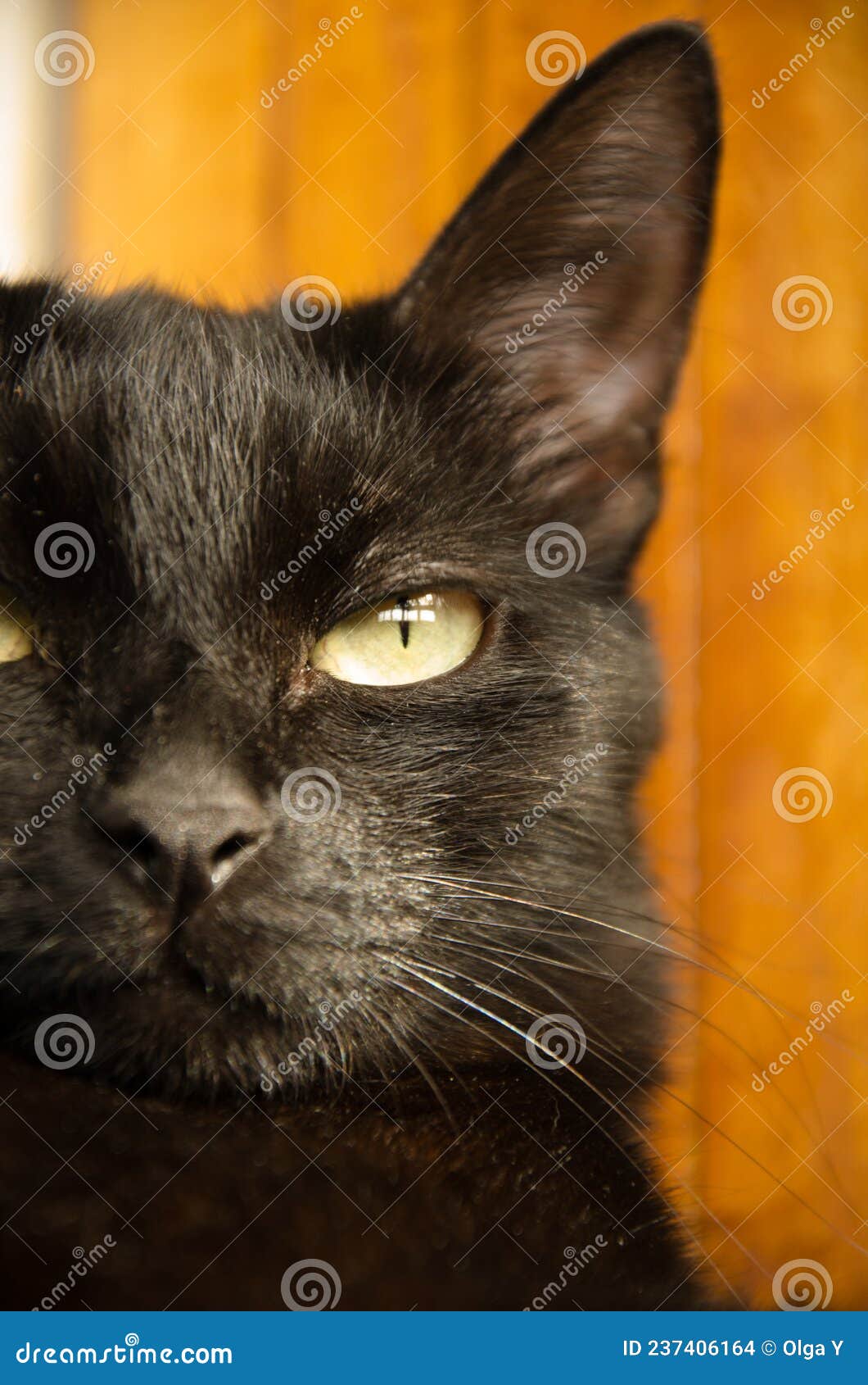 Black Cat Looks Suspicious, Close-up Stock Photo - Image of kitty ...