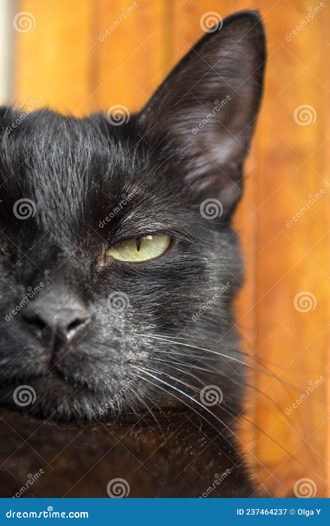 Black Cat Looks Suspicious, Close-up Stock Image - Image of closeup ...