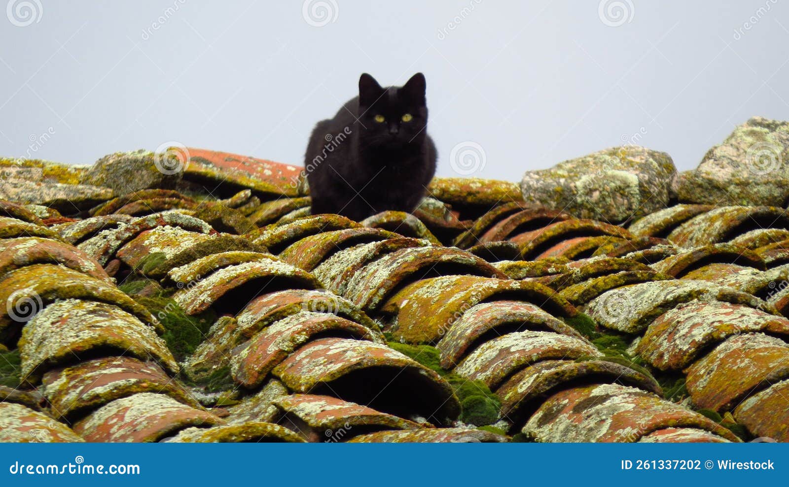 Black Cat on the Mossy Rooftop Stock Photo - Image of eyes, mammal ...