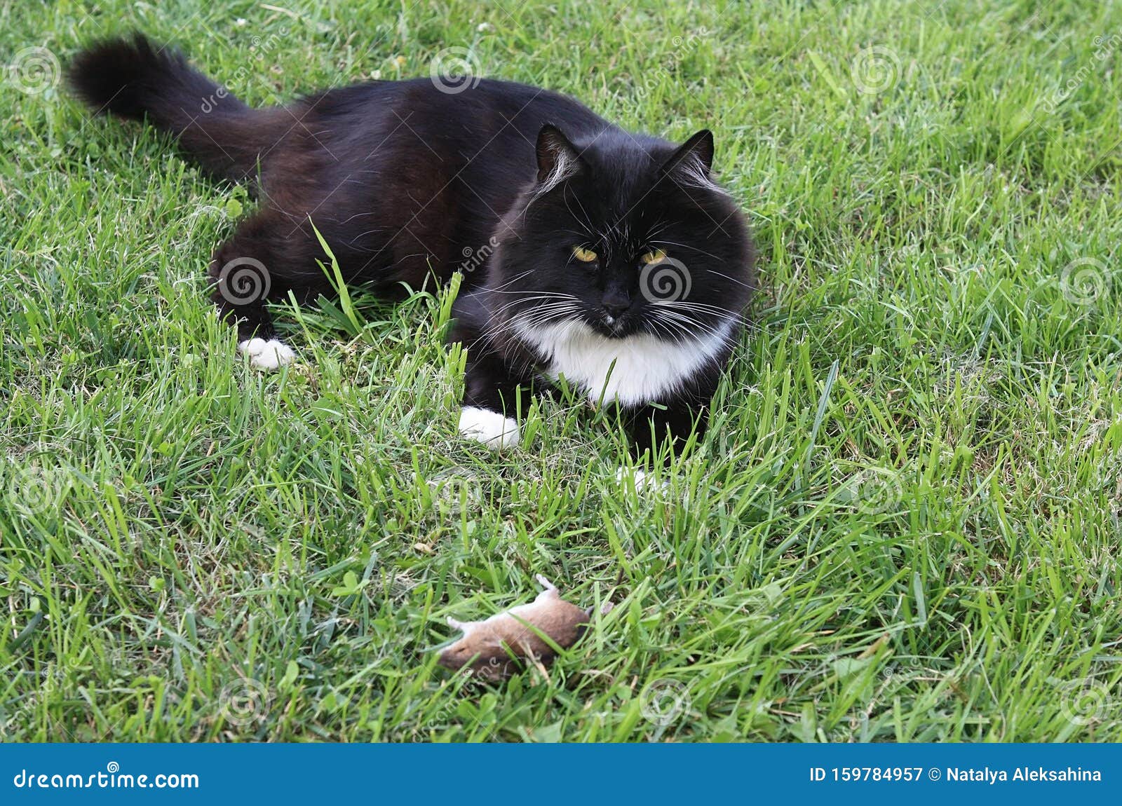 Black cat with mouse stock image. Image of creature - 159784957