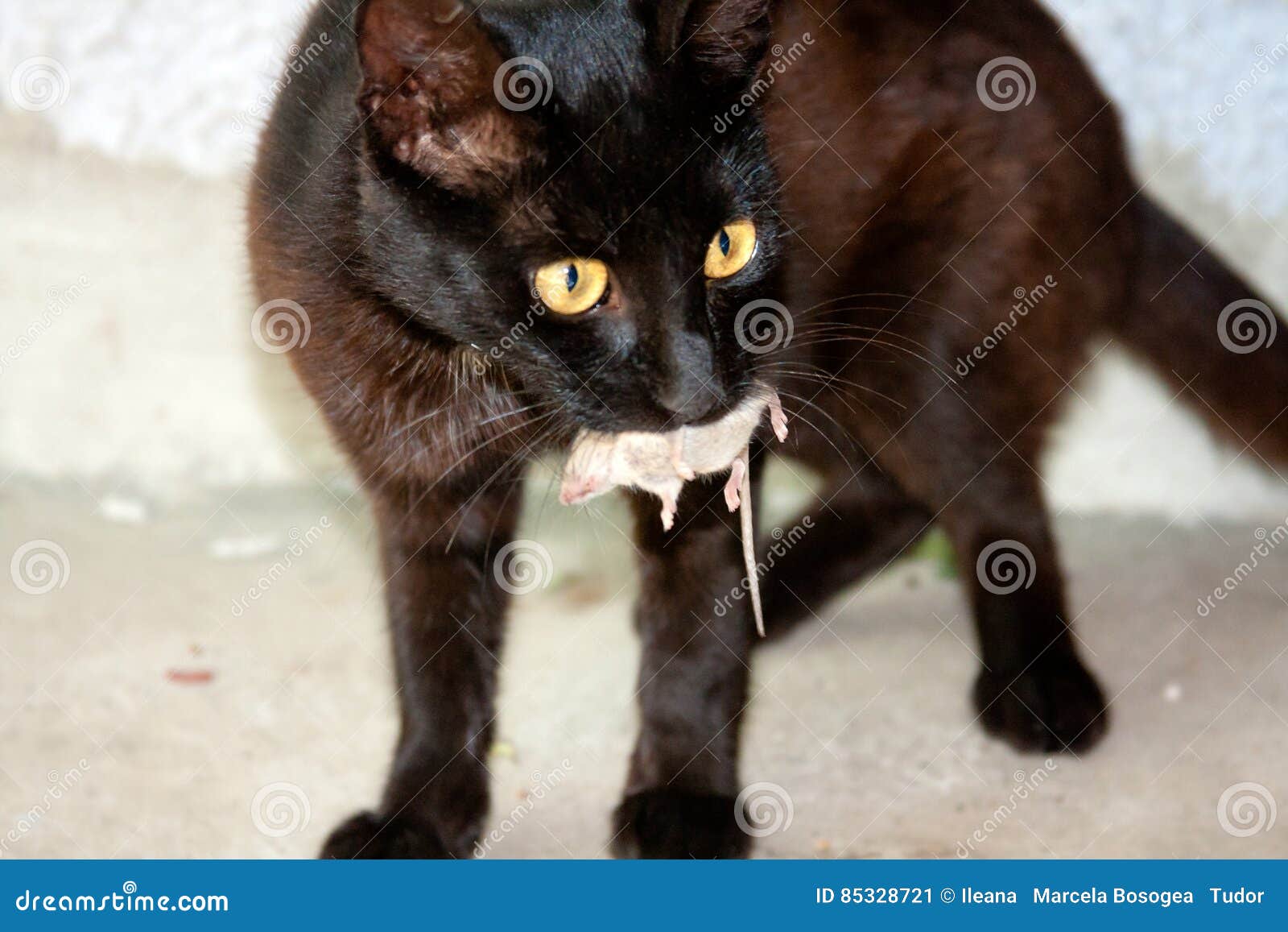 Black cat and mouse stock image. Image of domestic, discovery - 85328721