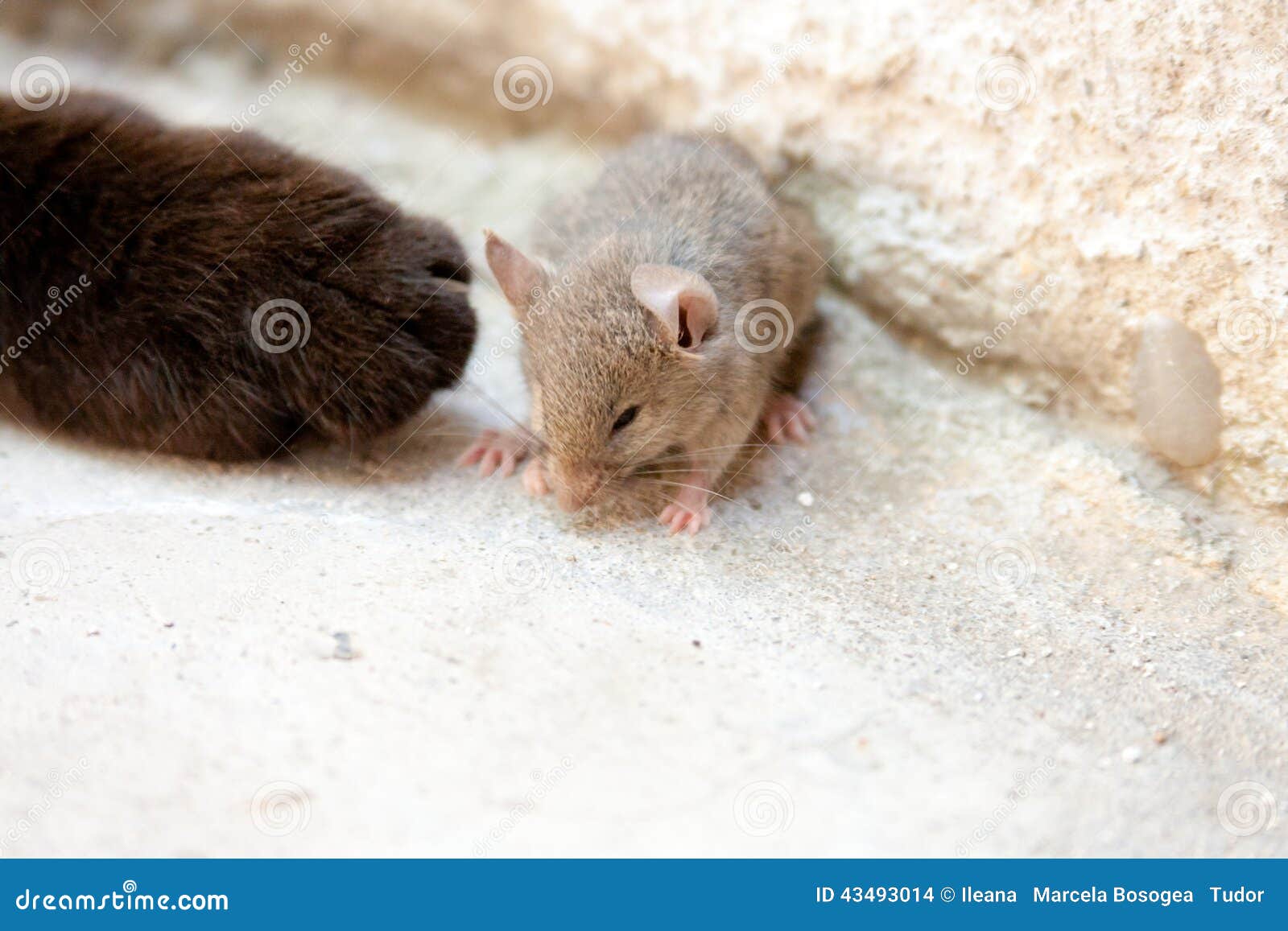 Black Cat and Mouse in a Hunter - Prey Relation Stock Photo - Image of ...