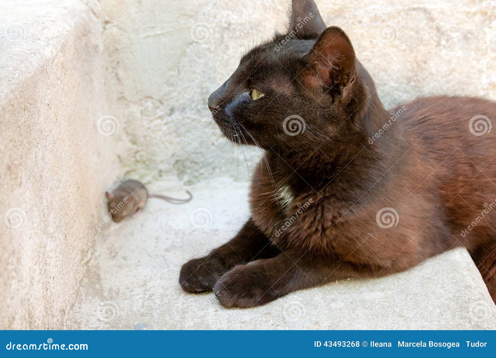 Black Cat and Mouse in a Hunter - Prey Relation Stock Photo - Image of ...
