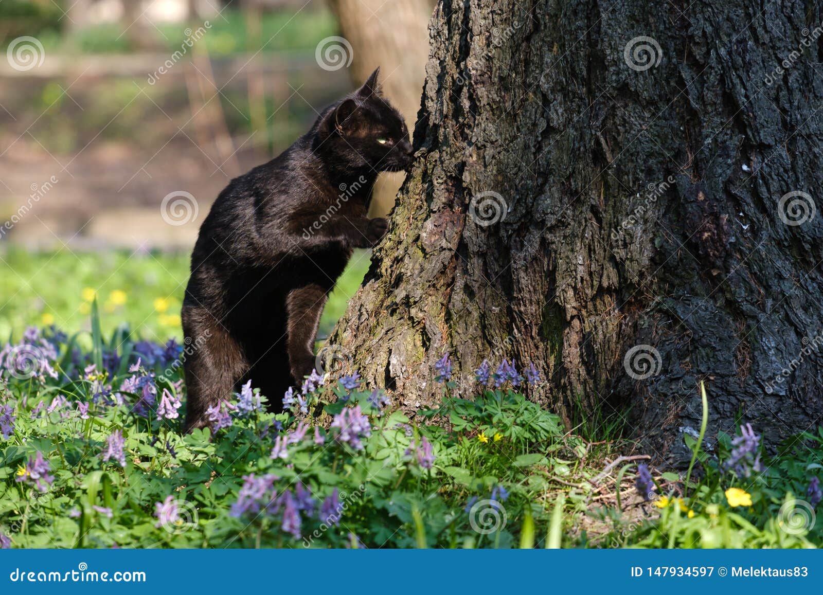 Black cat near a tree stock image. Image of spring, pets - 147934597