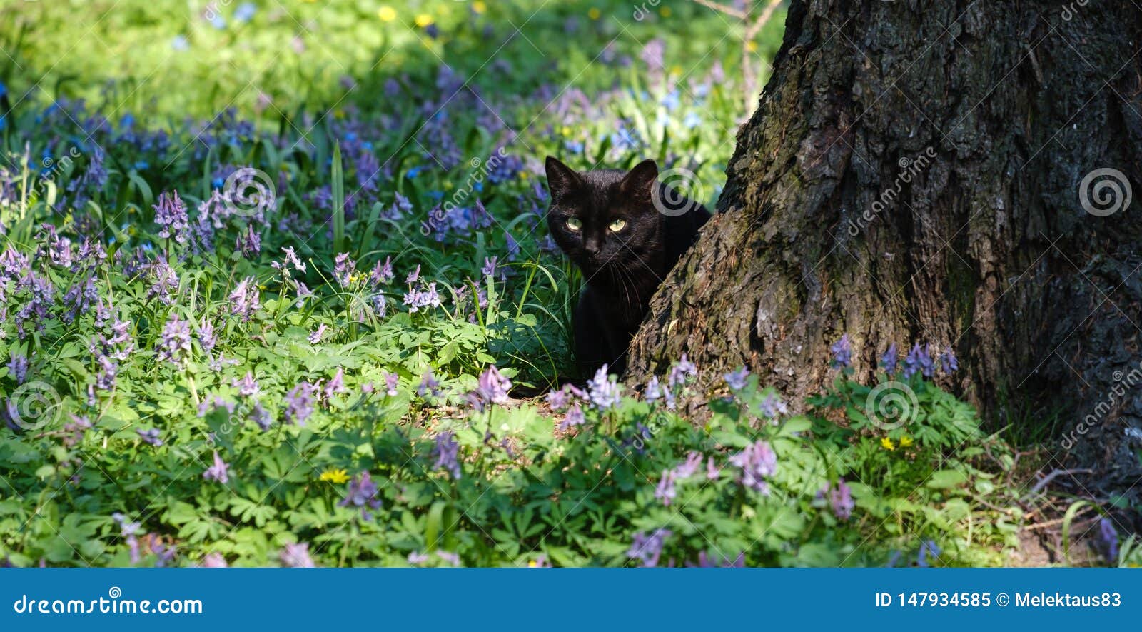 Black cat near a tree stock image. Image of cats, selective - 147934585