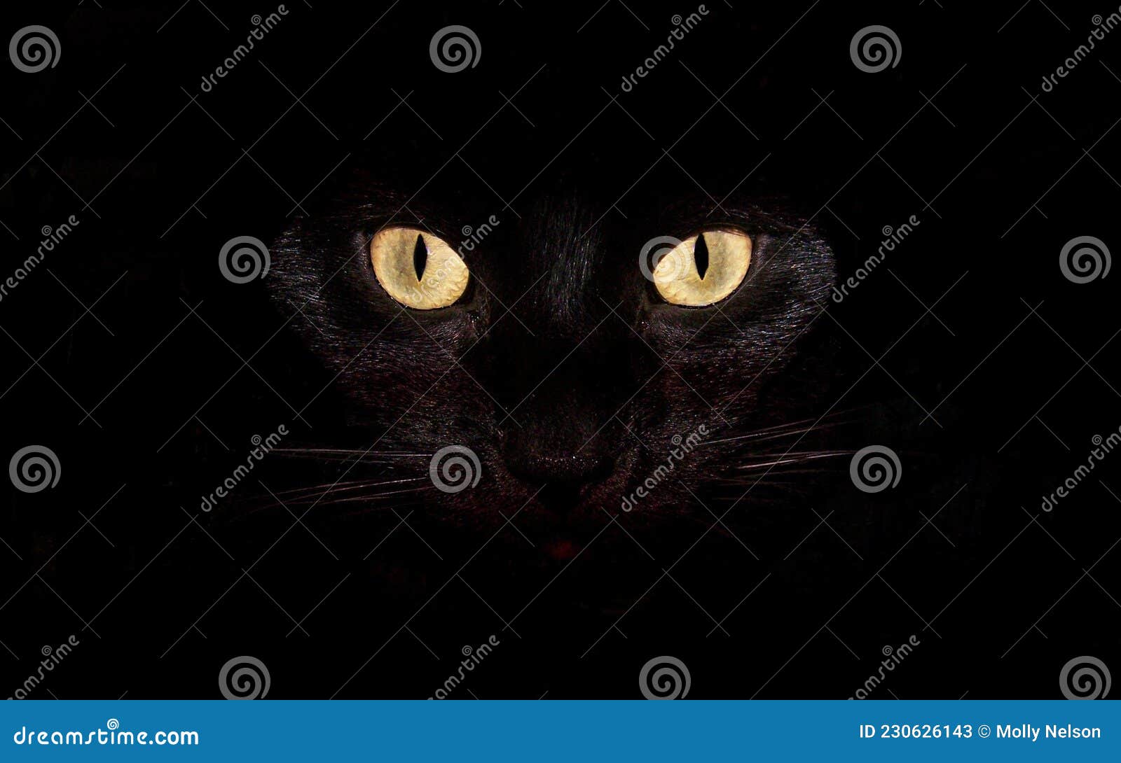 Black cat at night stock image. Image of black, night - 230626143