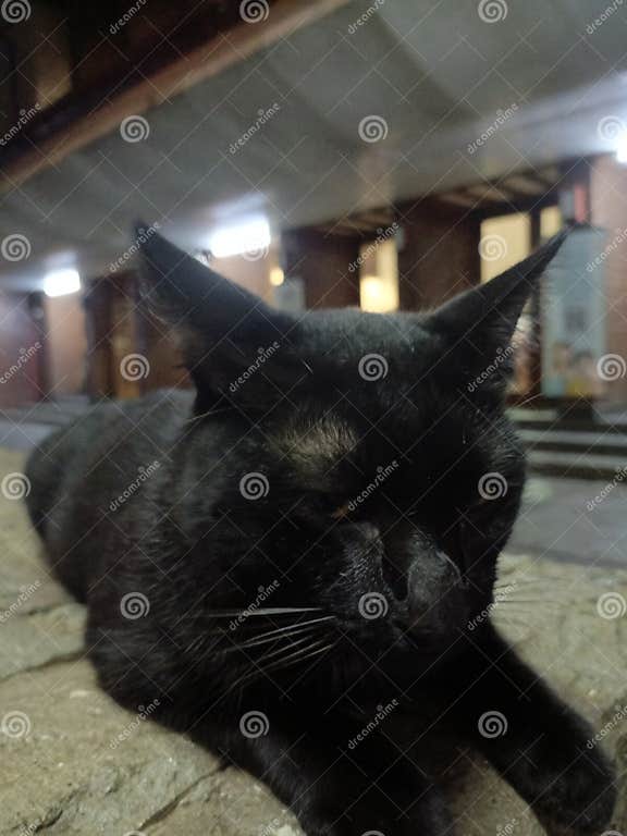 A black cat at night stock photo. Image of darkness - 320642210