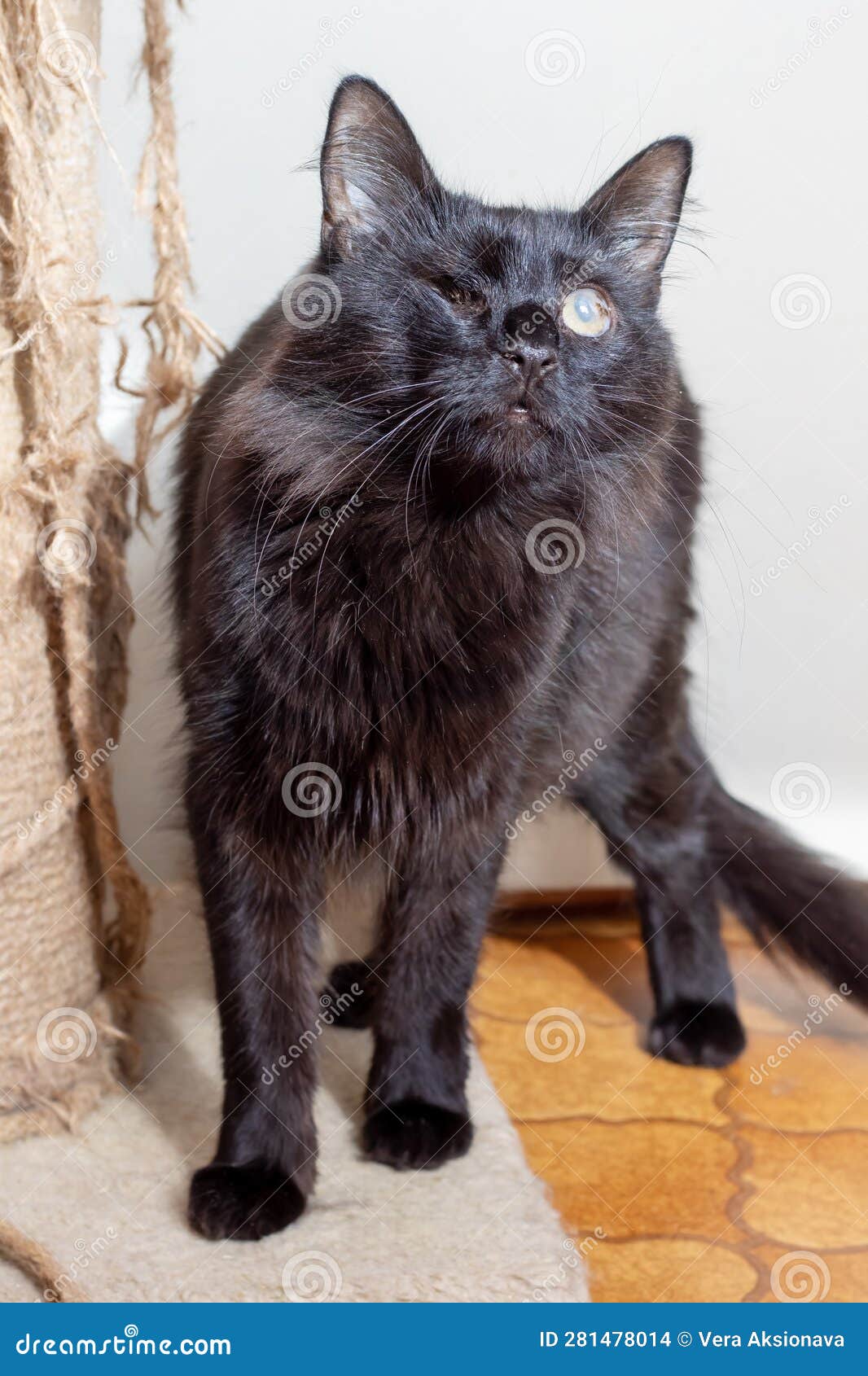 A Black Cat with One Eye Closeup Stock Photo - Image of vertical, sore ...