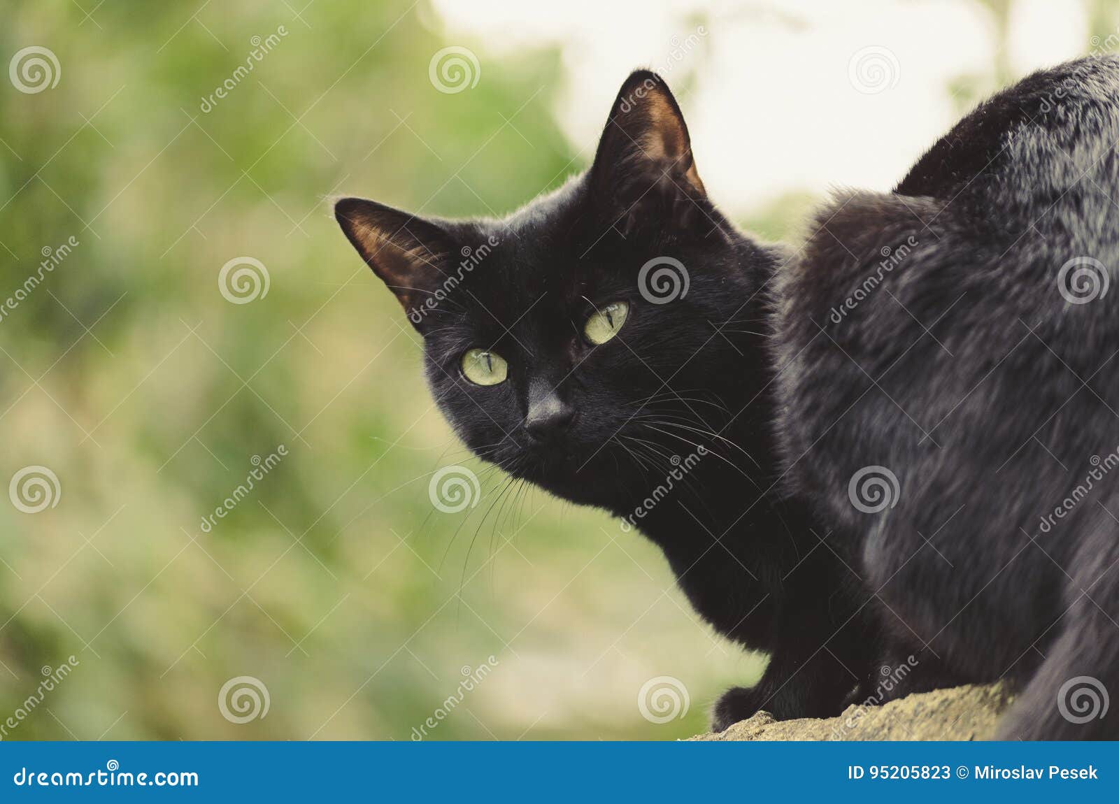 Black cat outside stock image. Image of resting, adorable - 95205823