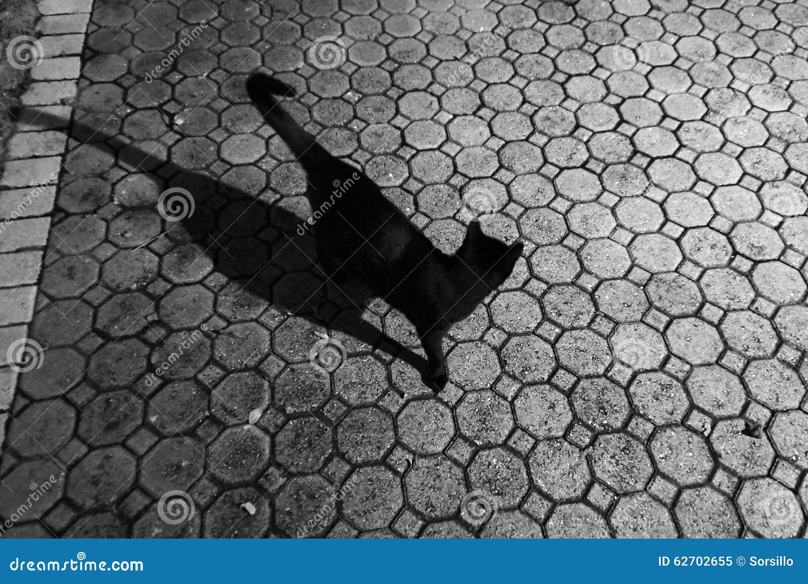 Black Cat Outside with Night Shadow Stock Image - Image of outside ...