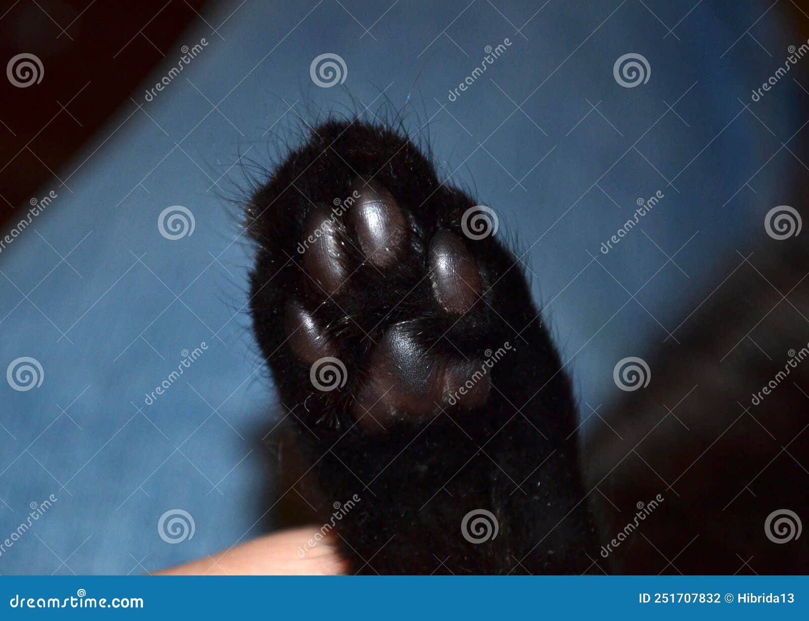 Black cat paw Close-up stock photo. Image of trace, fluffy - 251707832