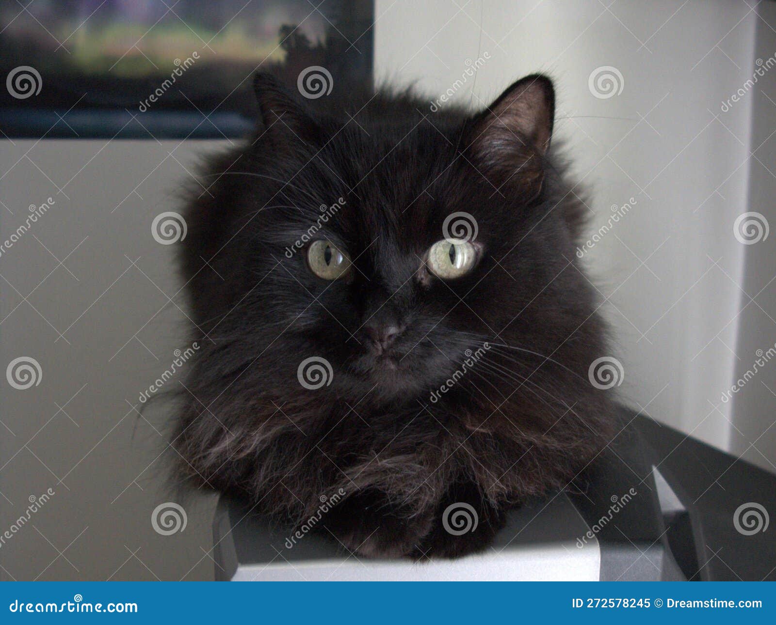 Black Cat Perched and Peering Stock Image - Image of domestic, gaze ...