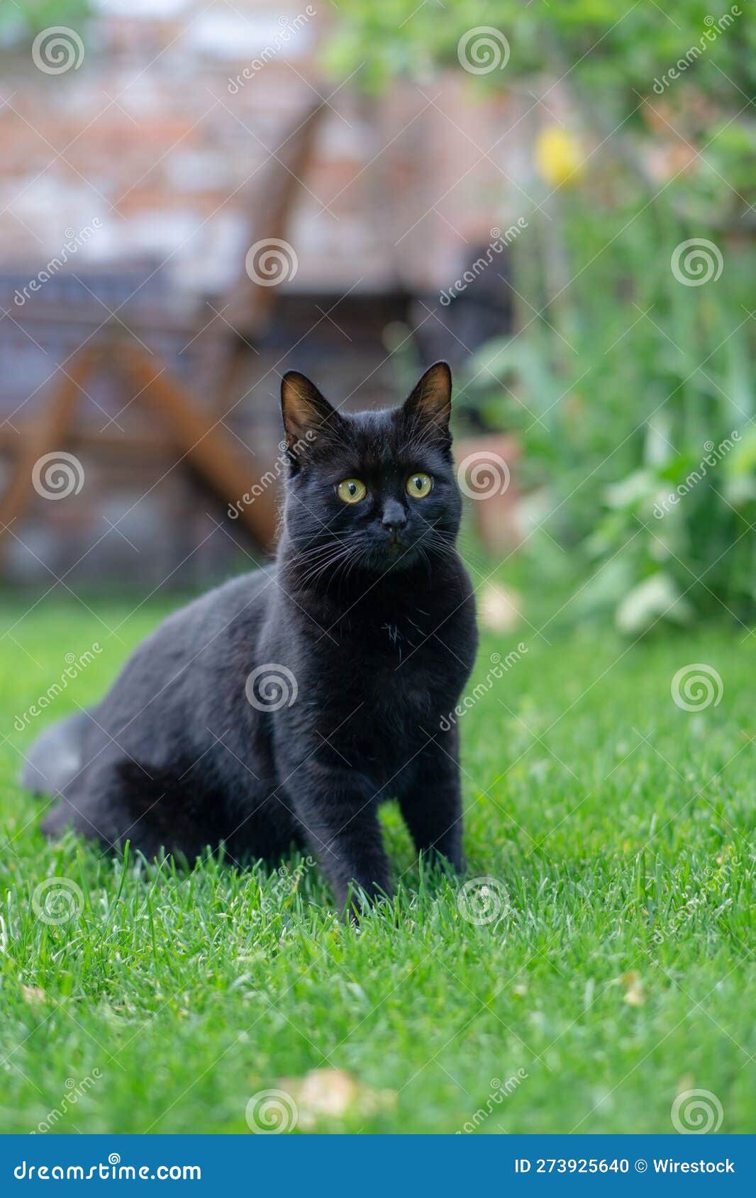 Black Cat Perched in a Lush Green Grassy Field, Stock Photo - Image of ...