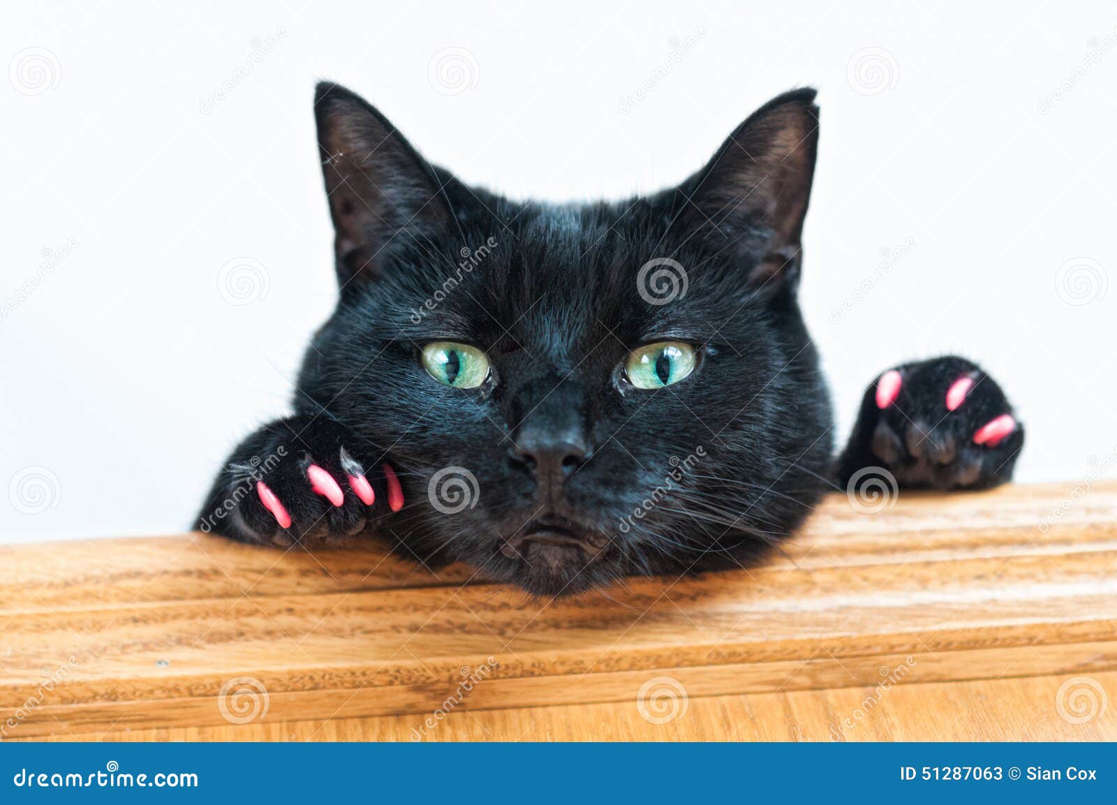 Black cat with pink claws stock image. Image of black - 51287063