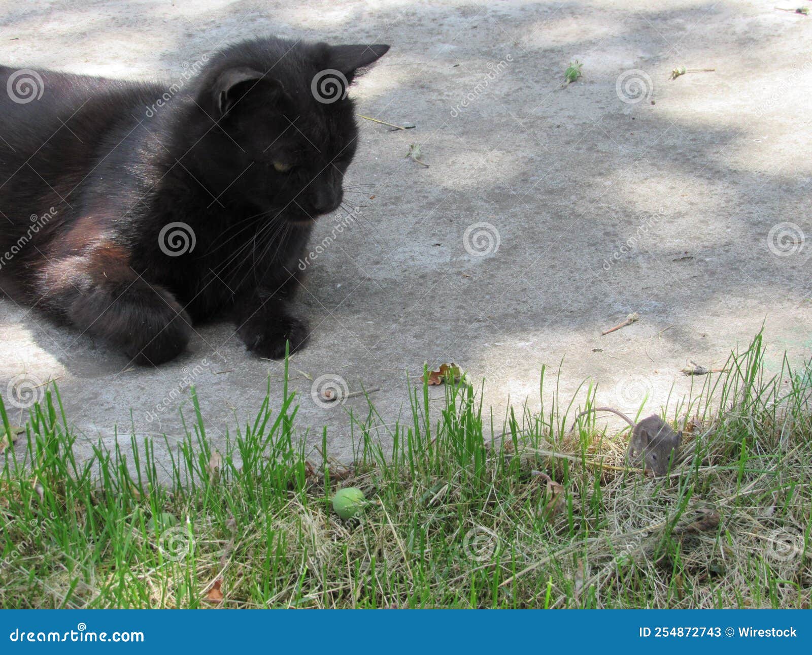 Black Cat Playing with a Mouse Stock Image - Image of mammal, nature ...