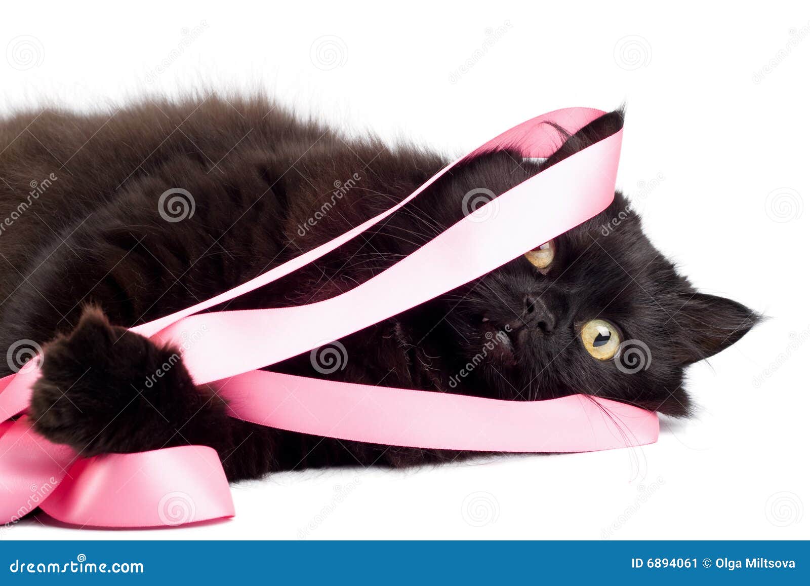 Black Cat Playing with Pink Ribbon Stock Image - Image of fluffy, black ...