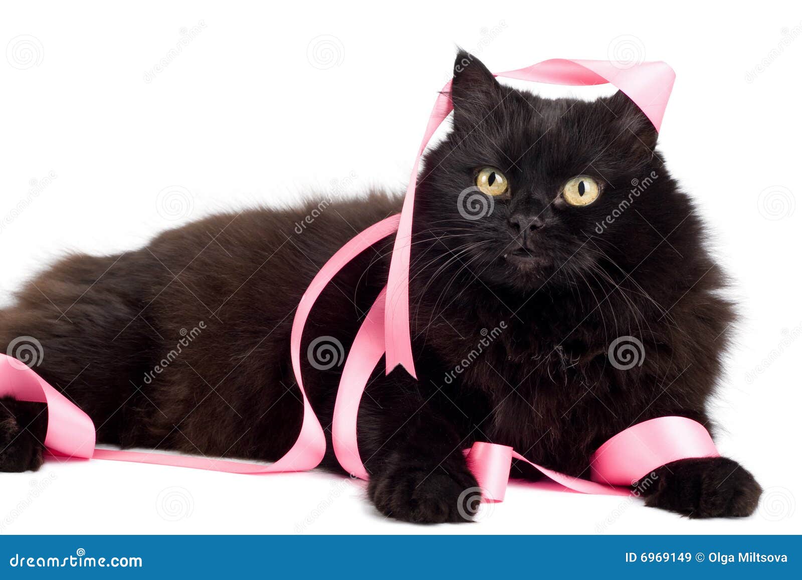 Black Cat Playing with Pink Ribbon Isolated Stock Image - Image of ...