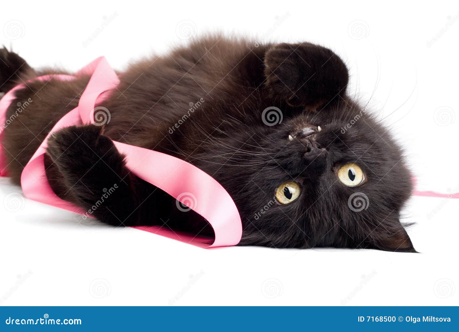Black Cat Playing with Pink Ribbon Isolated Stock Photo - Image of ...