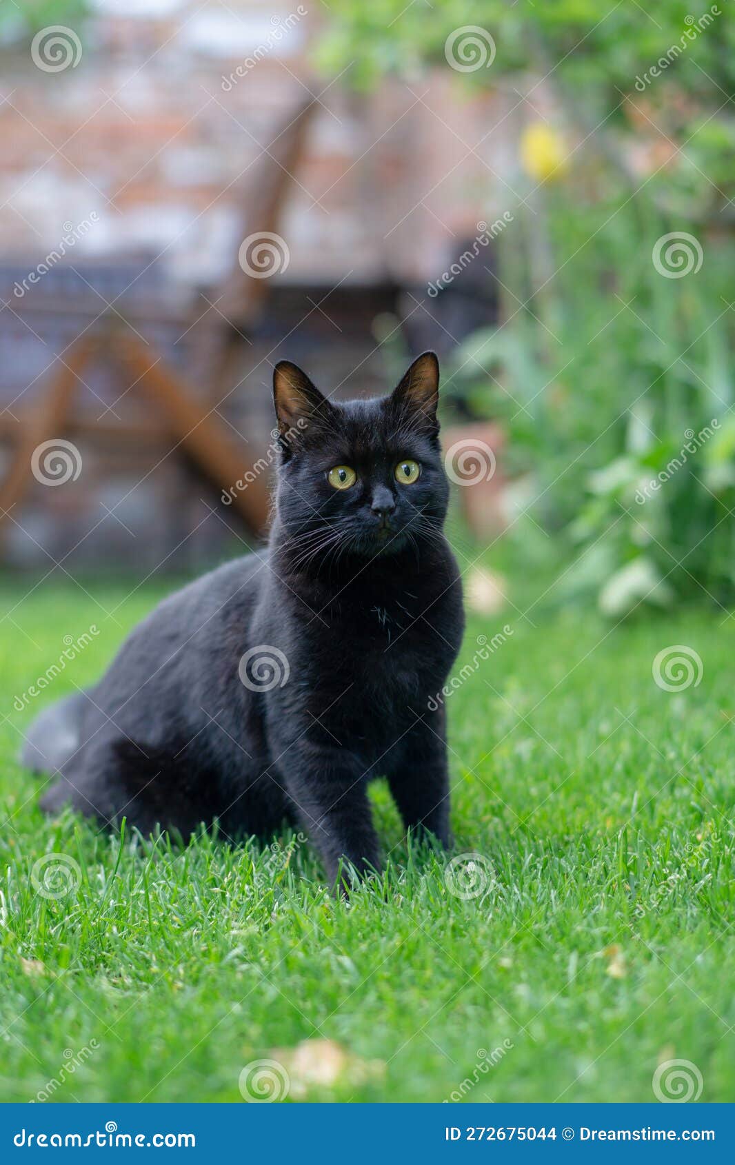 Black Cat Playing in Spring Backyard Stock Photo - Image of green ...