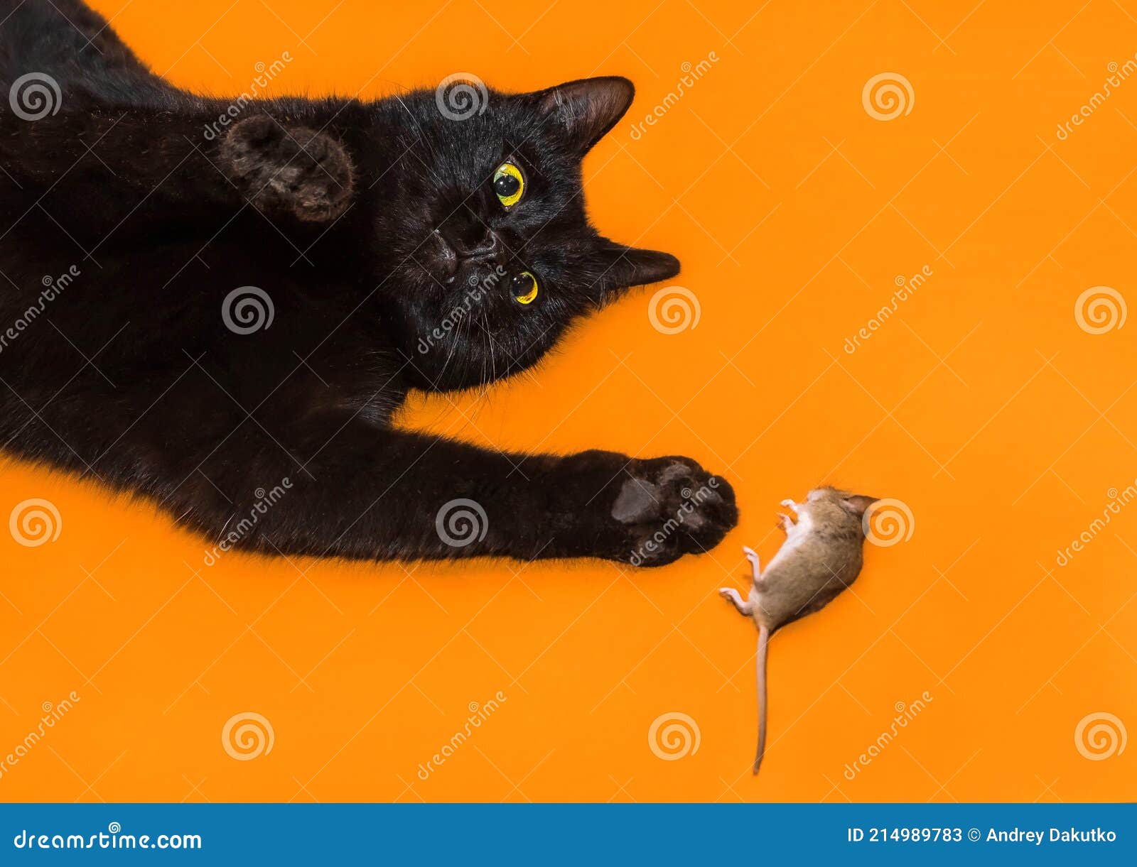 Black Cat Plays with a Defeated Mouse on the Background of an Orange ...