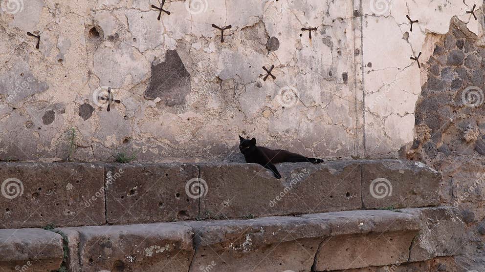 Black cat Pompeii stock photo. Image of italy, black - 275192904
