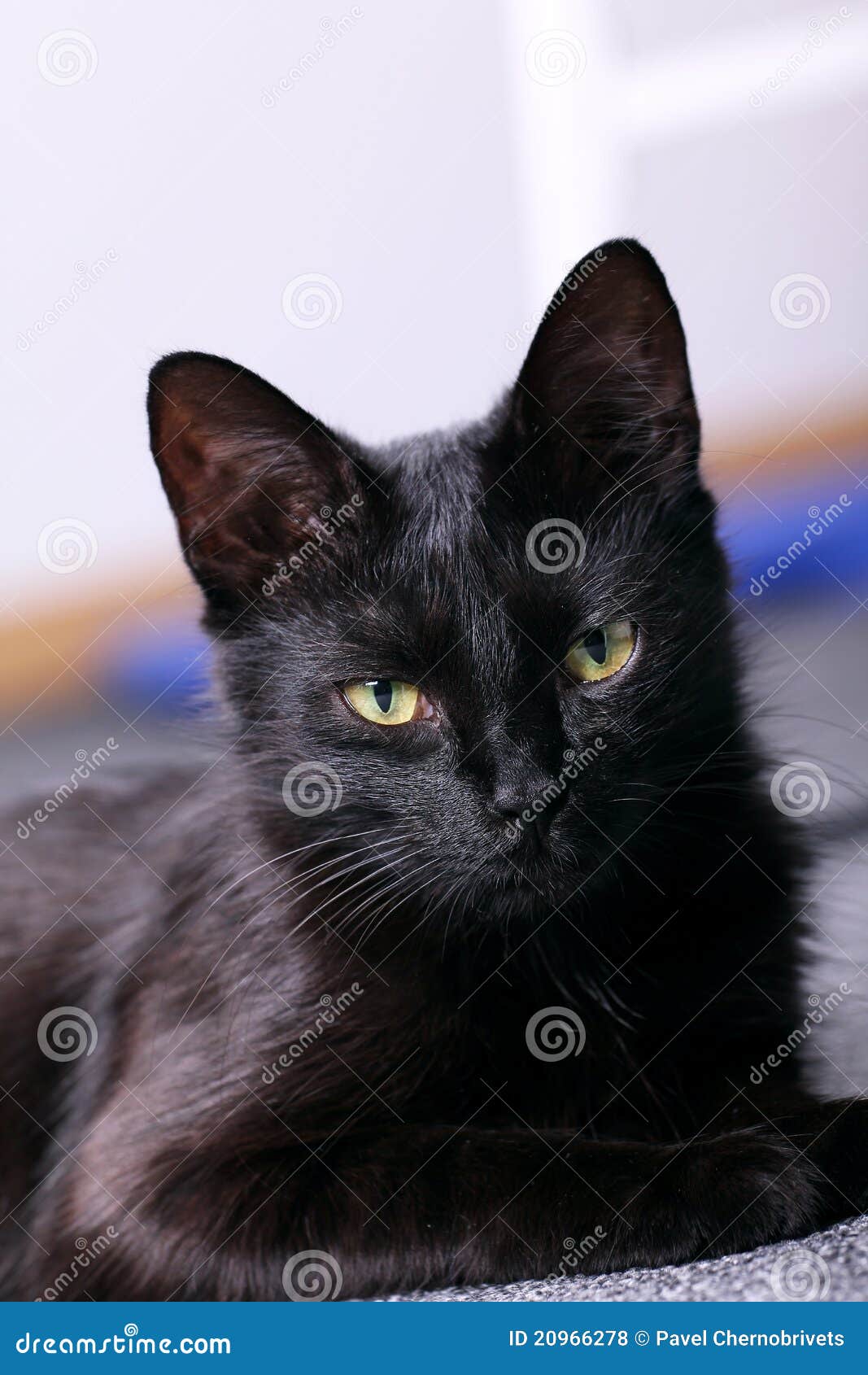 Black cat, portrait stock photo. Image of single, tomcat - 20966278